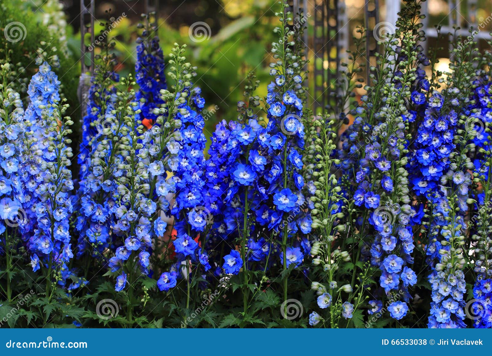 Fiore blu del delphinium fotografia stock. Immagine di macro - 66533038
