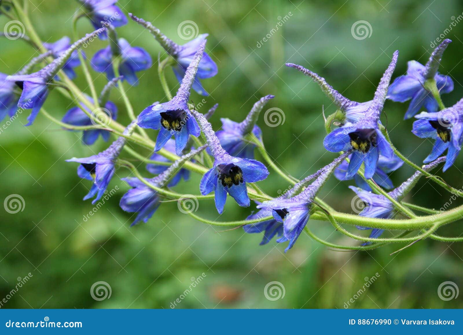 Fiore blu del delphinium fotografia stock. Immagine di siberia - 88676990