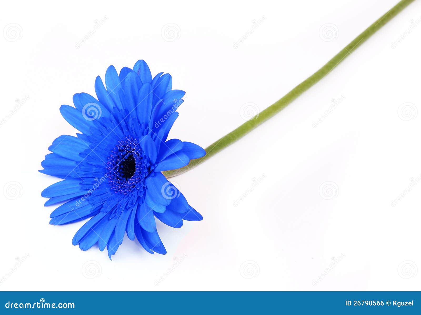Fiore Blu Del Gerbera Su Bianco Fotografia Stock - Immagine di fresco ...