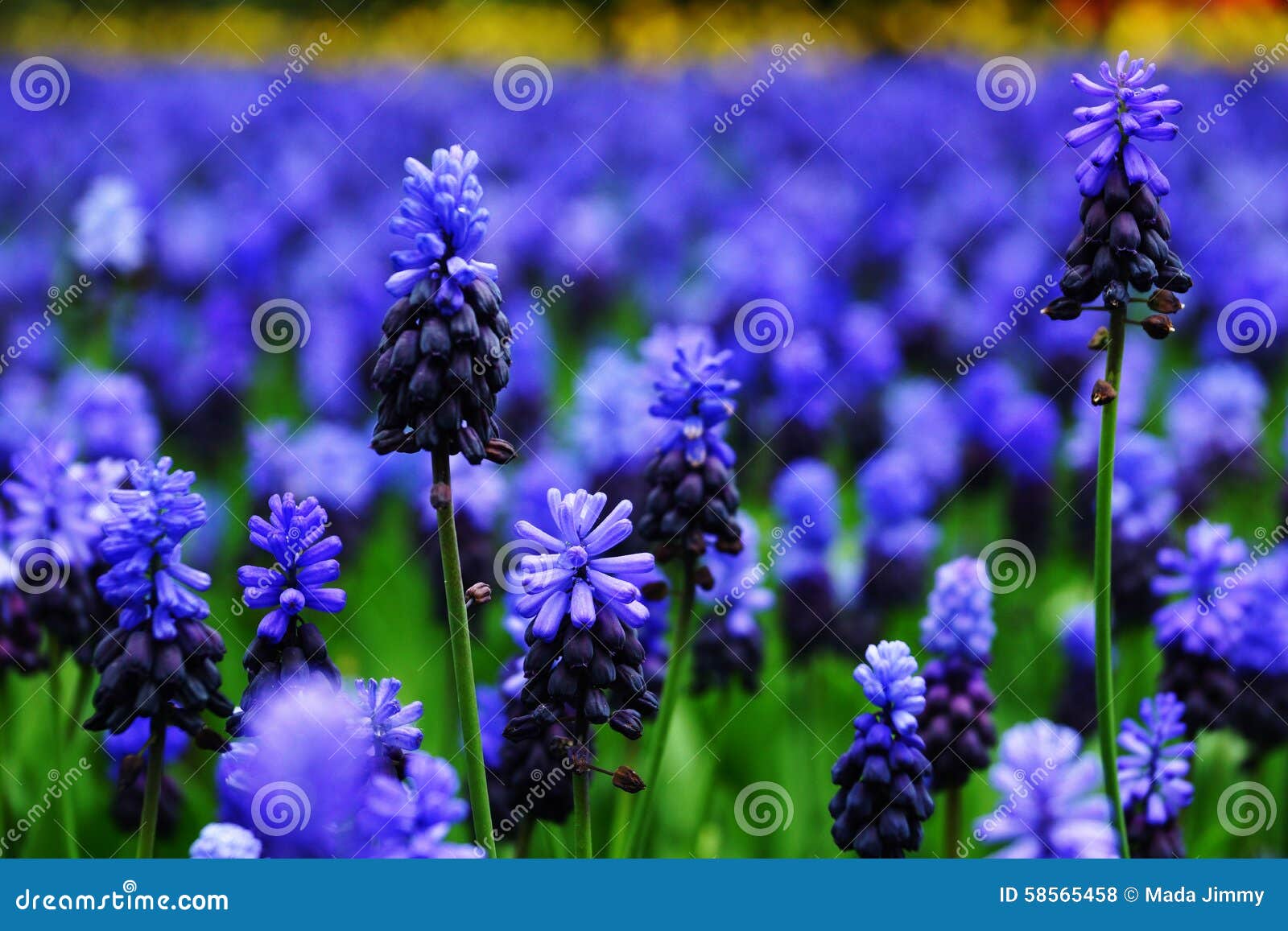 Fiore blu del giacinto fotografia stock. Immagine di sfondo - 58565458