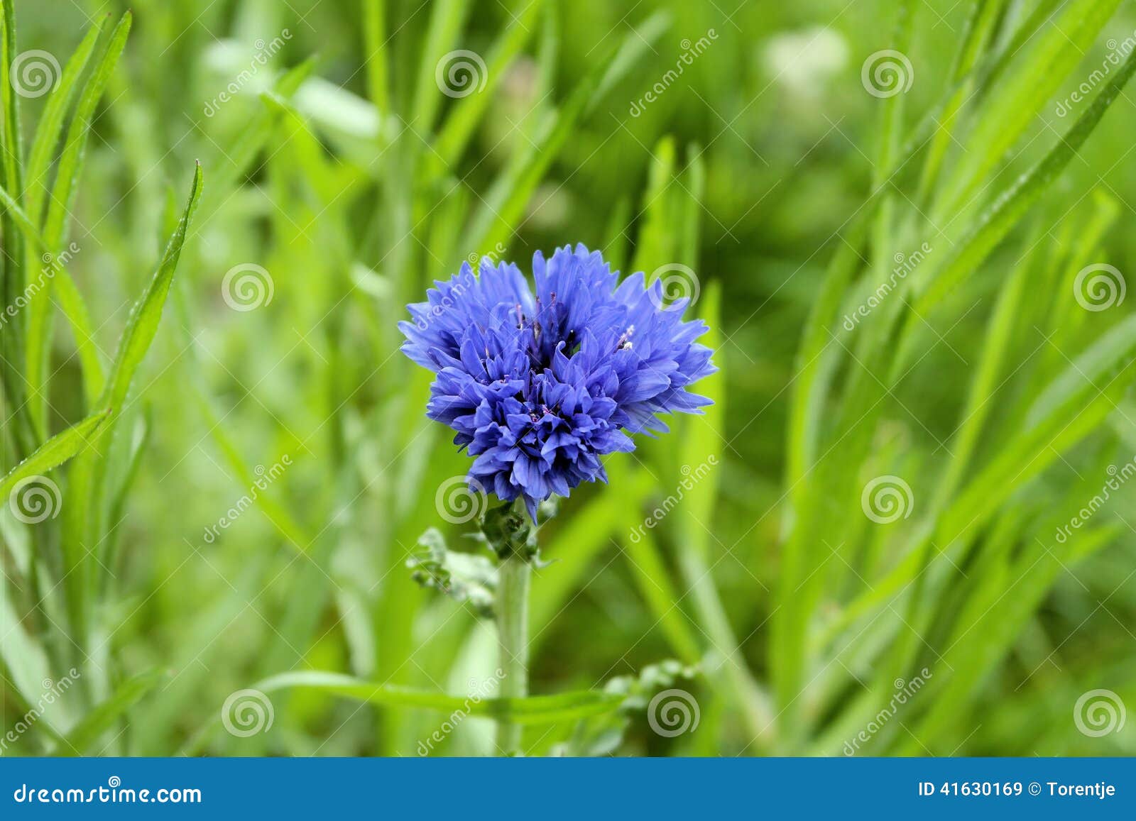 Fiore Blu Del Grano in Erba Verde Immagine Stock - Immagine di fiore ...