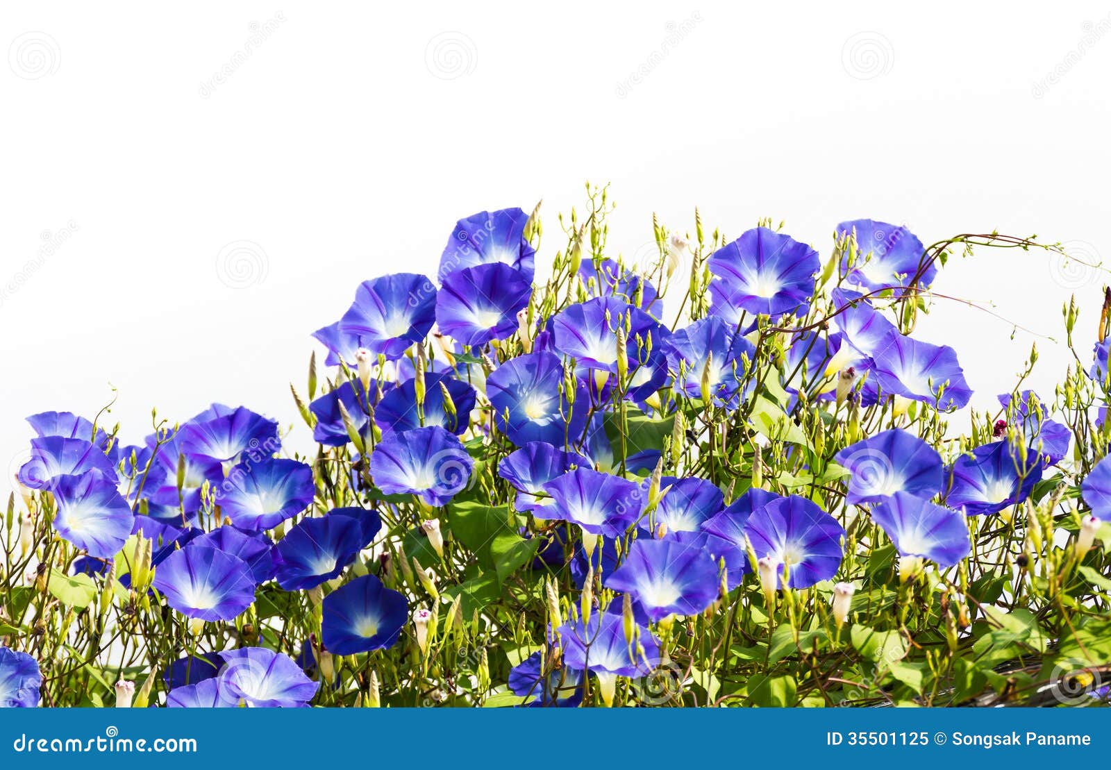 Fiore Blu Di Ipomea Su Bianco Immagine Stock - Immagine di viola ...