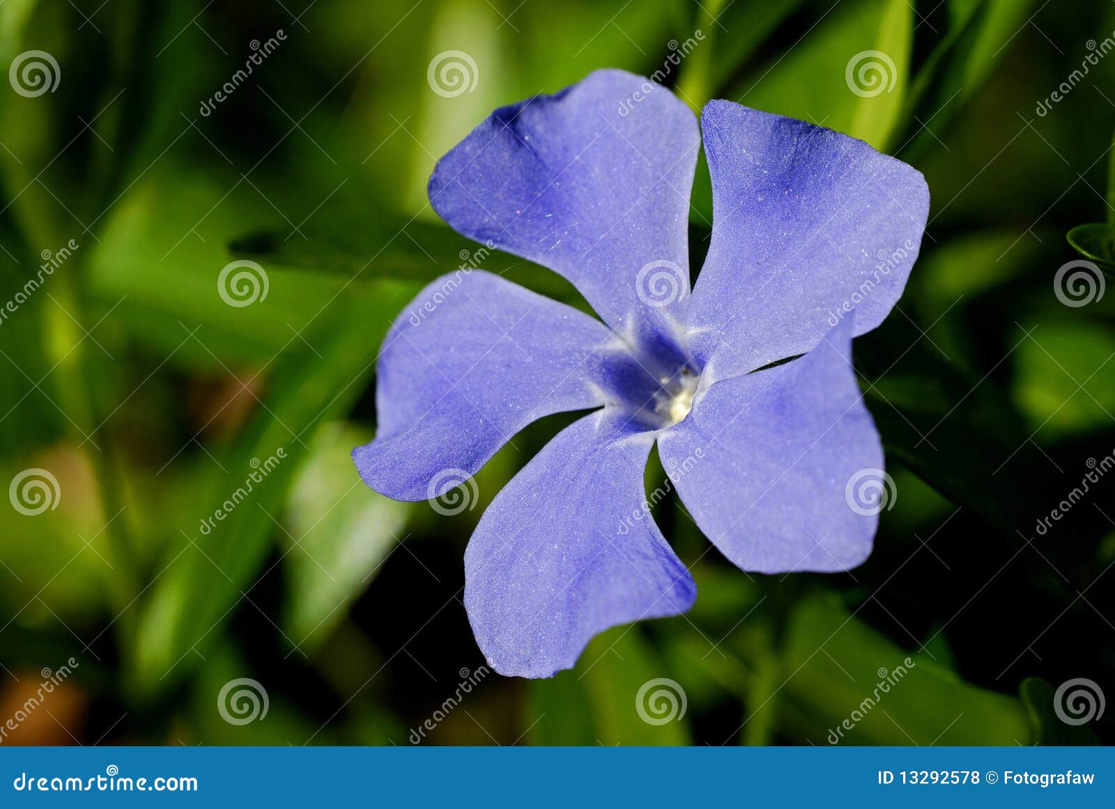 Fiore blu in erba fotografia stock. Immagine di pianta - 13292578