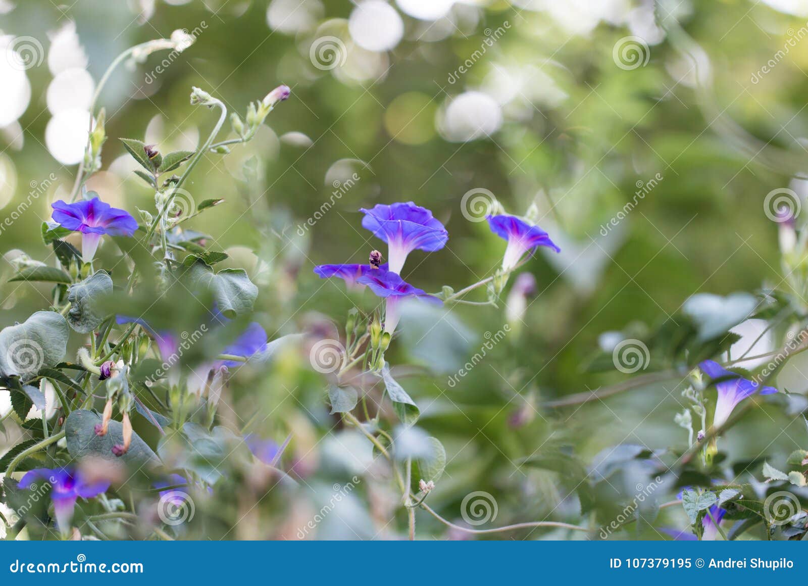 Fiore blu in natura immagine stock. Immagine di germoglio - 107379195