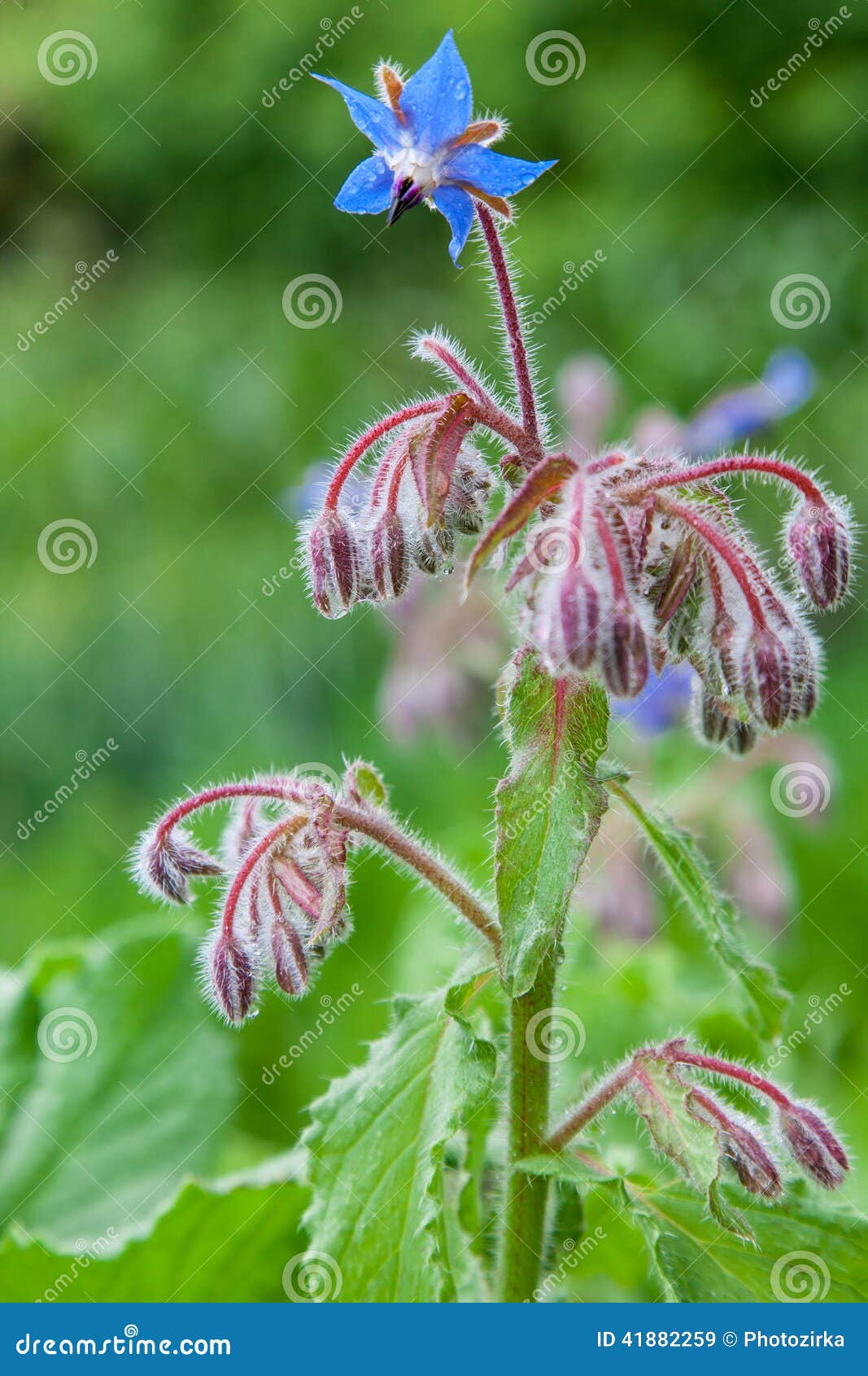 Fiore Blu Raro Di Officinalis Della Borragine Immagine Stock - Immagine ...