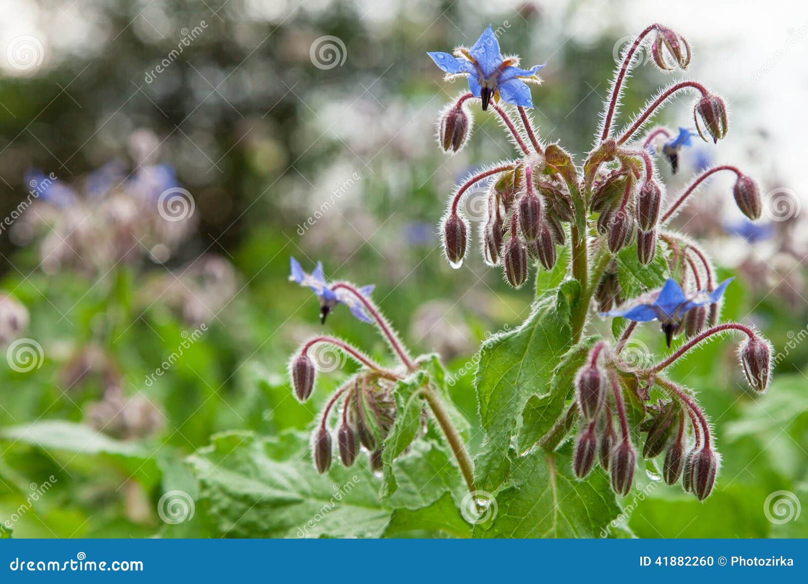 Fiore Blu Raro Di Officinalis Della Borragine Fotografia Stock ...