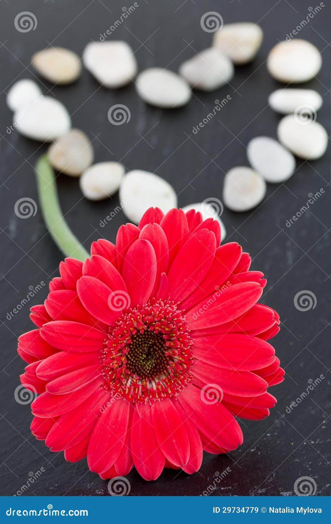 Fiore con cuore di pietra immagine stock. Immagine di quieto - 29734779