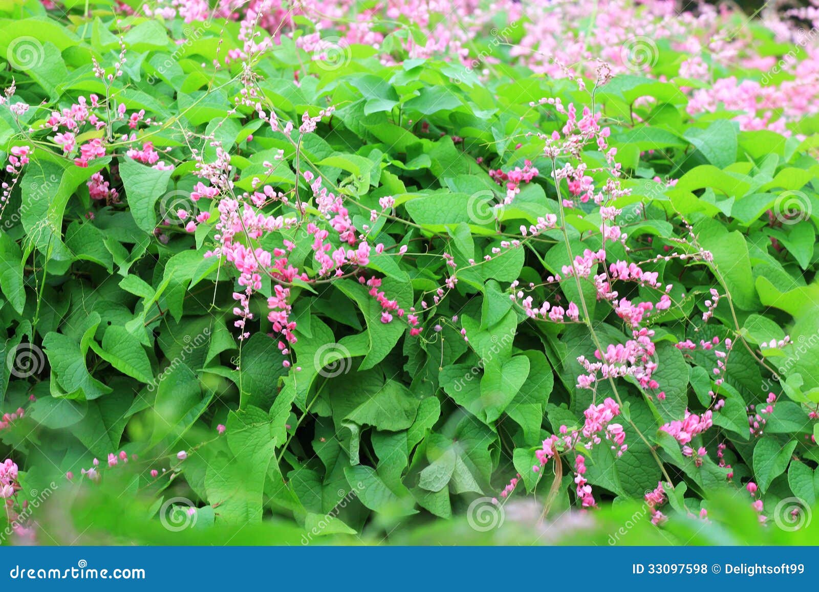 Fiore Confederato Della Vite Fotografia Stock - Immagine di nero ...