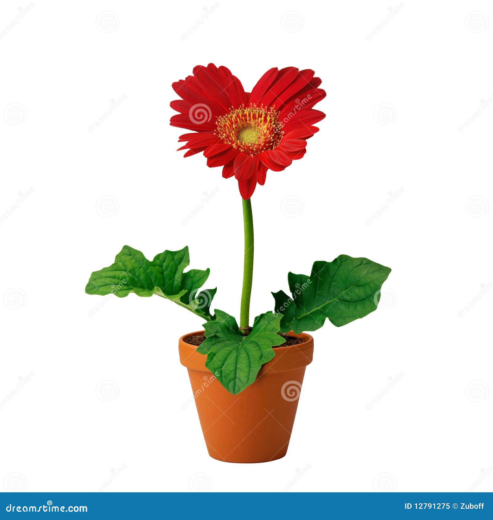 Fiore-cuore rosso immagine stock. Immagine di festa, regalo - 12791275