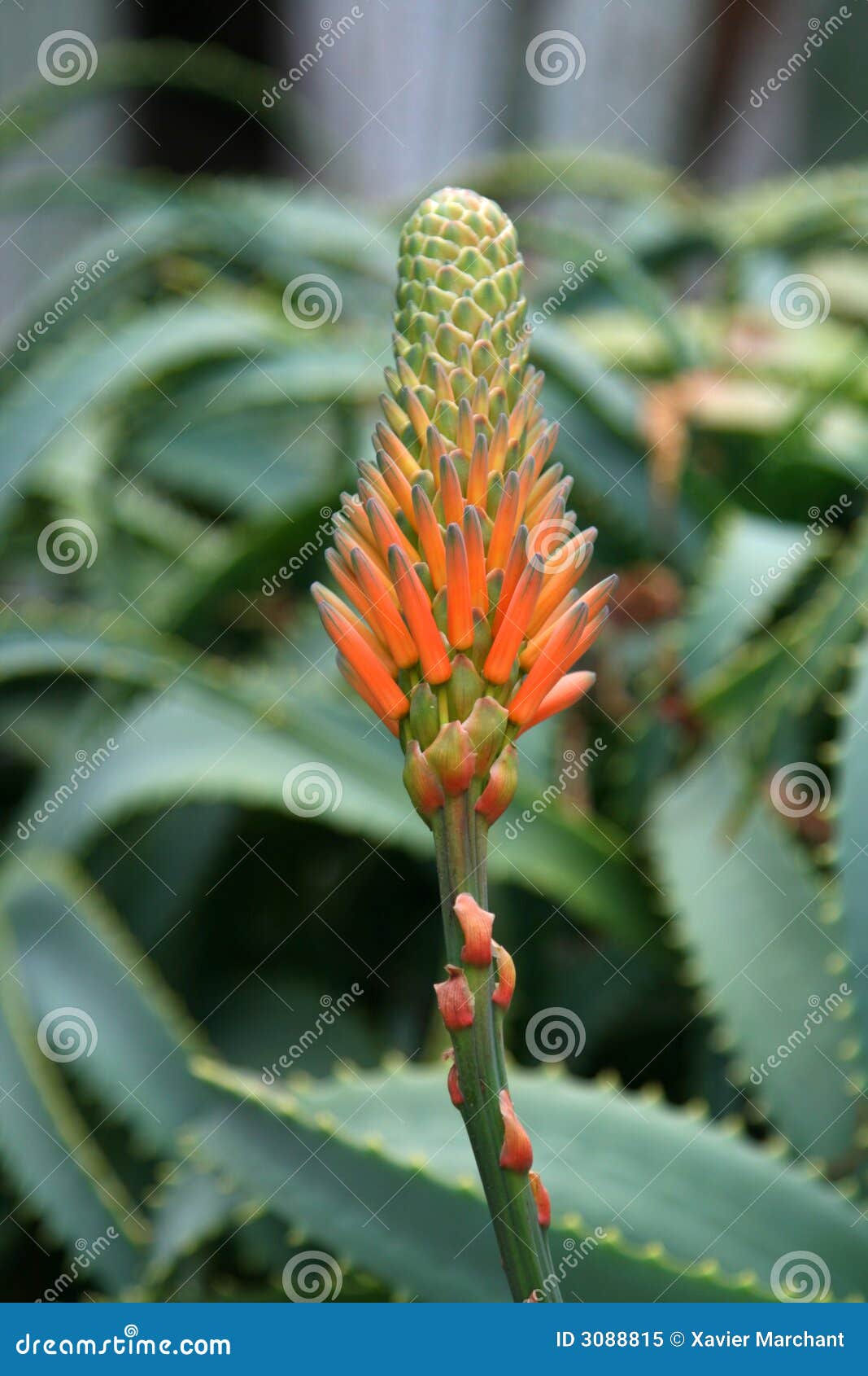 Fiore Dei Giovani Della Vera Dell'aloe Immagine Stock - Immagine di ...