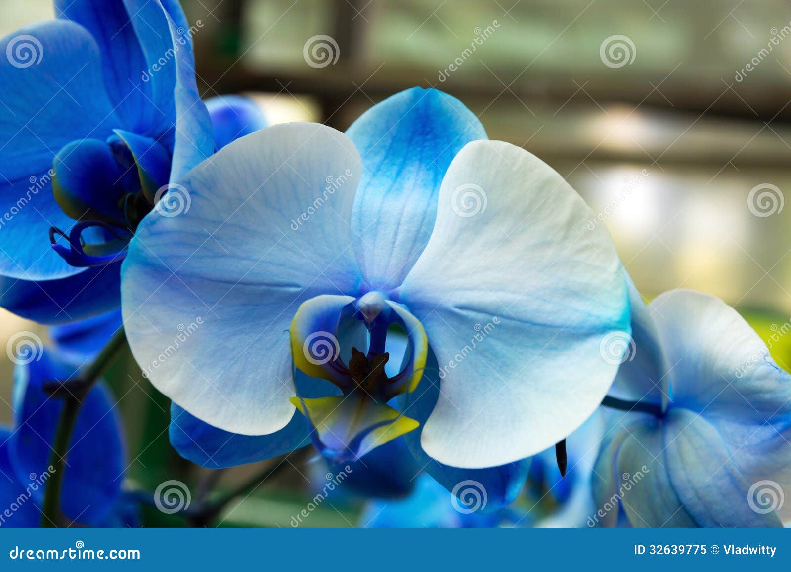 Fiore Del Blu Dell'orchidea Immagine Stock - Immagine di corpo ...