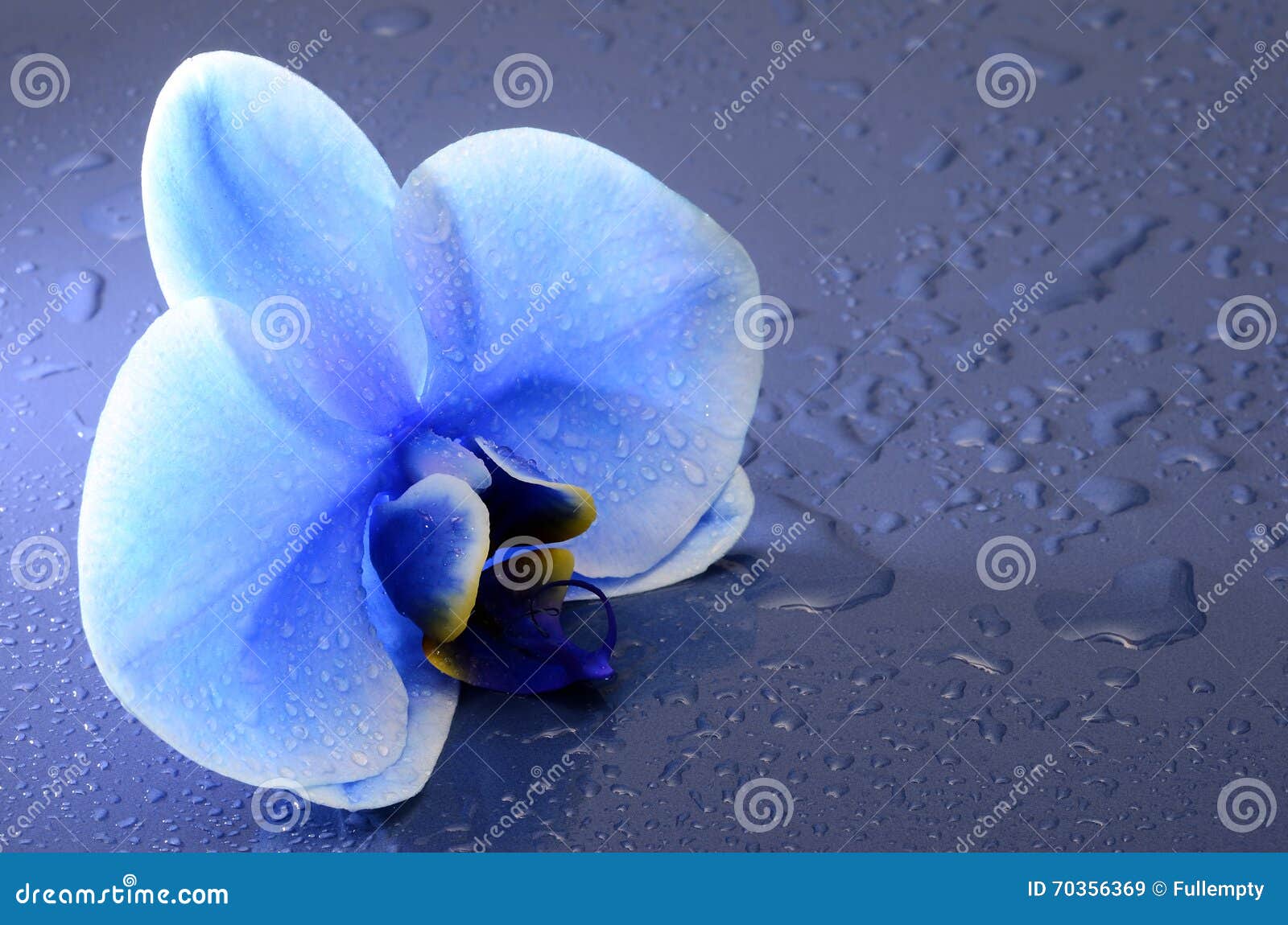 Fiore Del Blu Dell'orchidea Immagine Stock - Immagine di sfondo ...