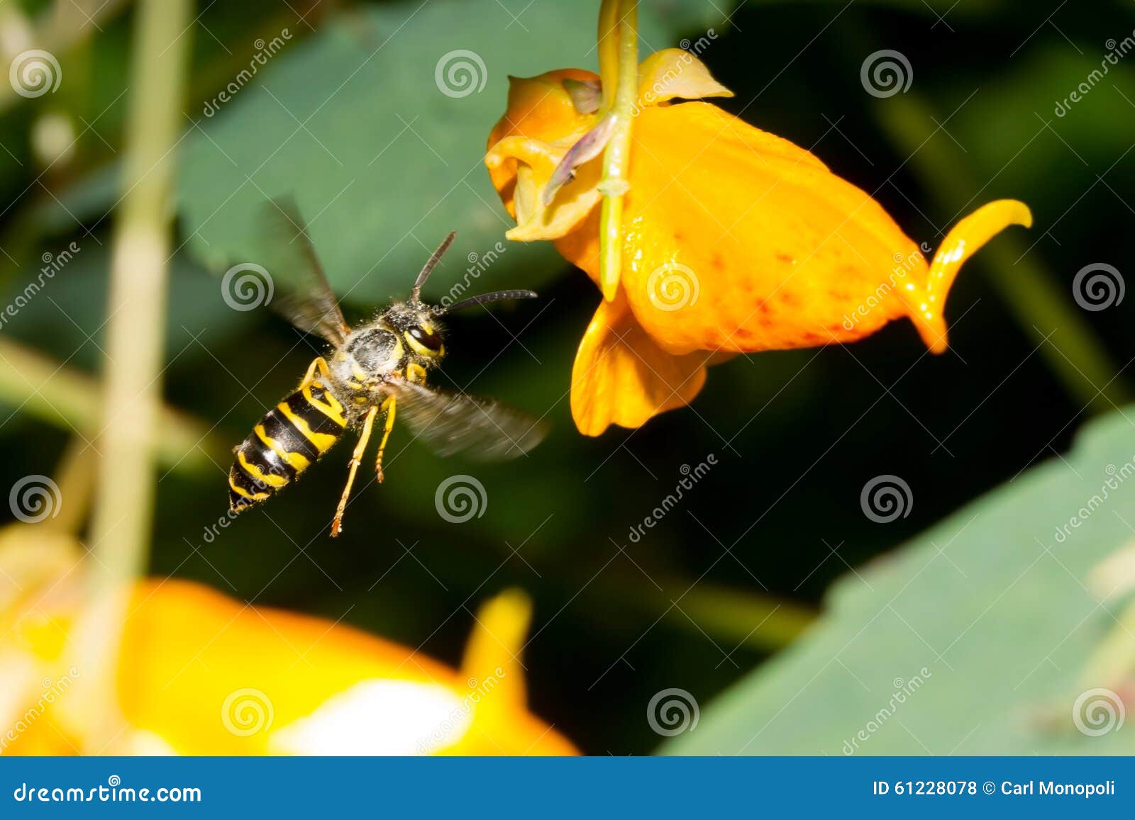 Fiore del calabrone fotografia stock. Immagine di polline - 61228078