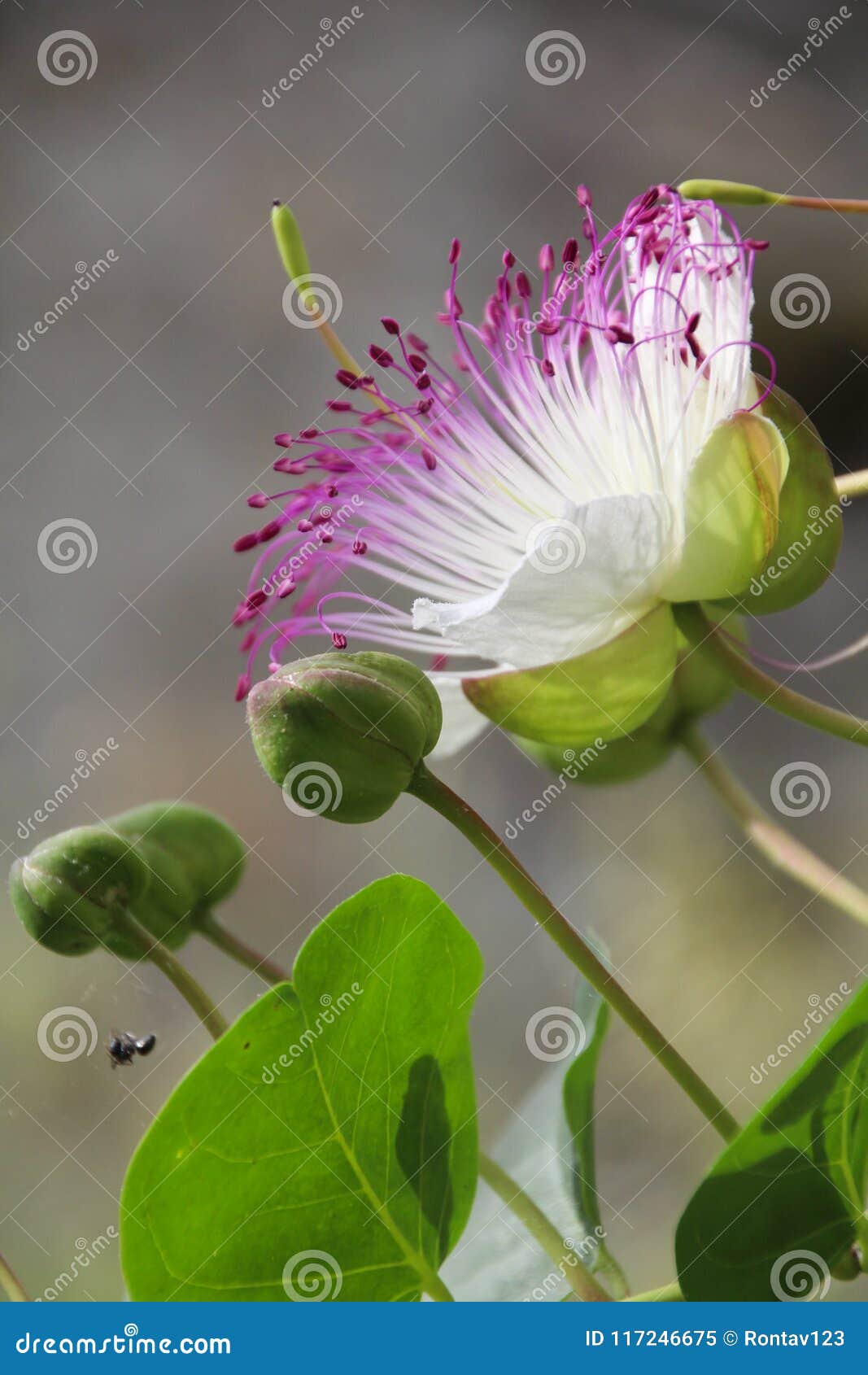 Fiore Del Cappero - Capparis Spinosa E Germogli Immagine Stock ...