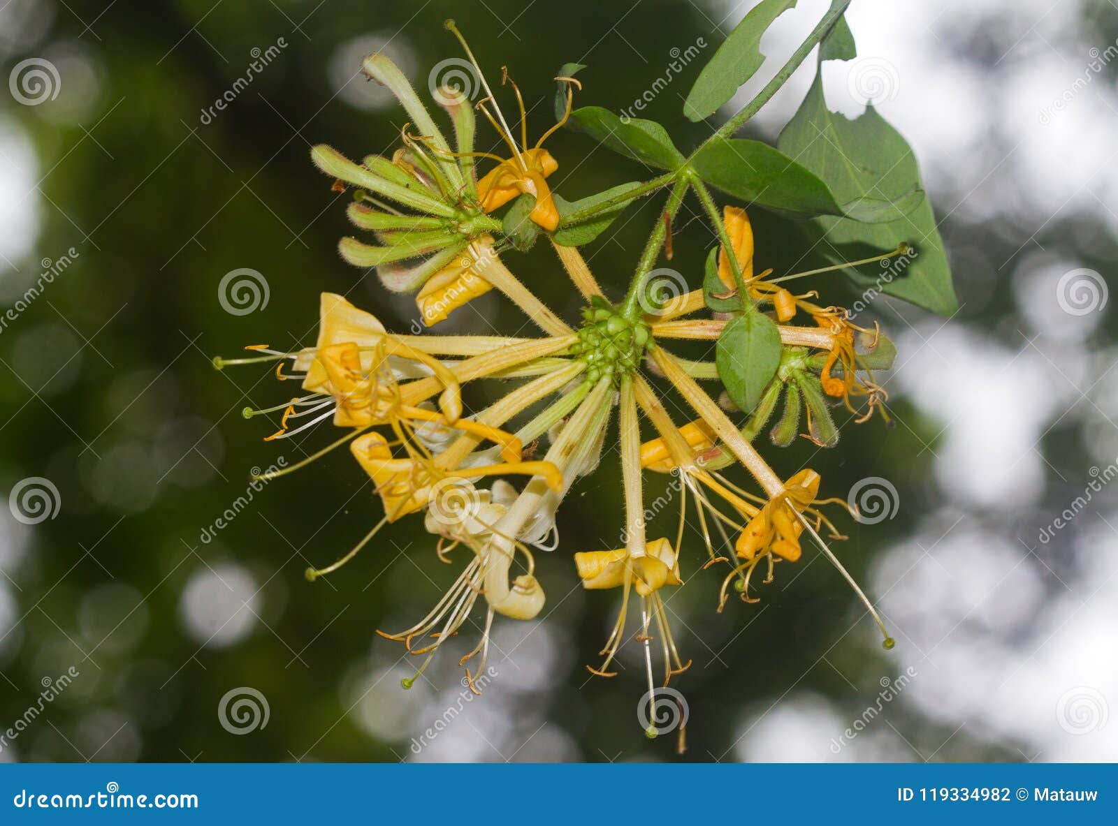 Fiore Del Caprifoglio O Della Vite Canadese Fotografia Stock - Immagine ...