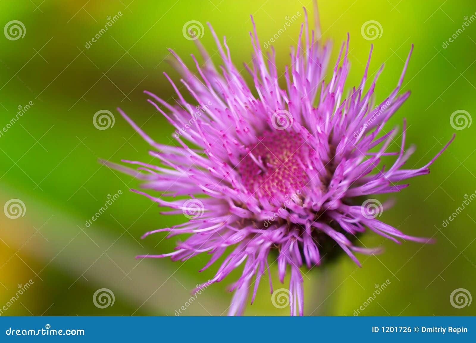 Fiore del cardo selvatico fotografia stock. Immagine di autunno - 1201726