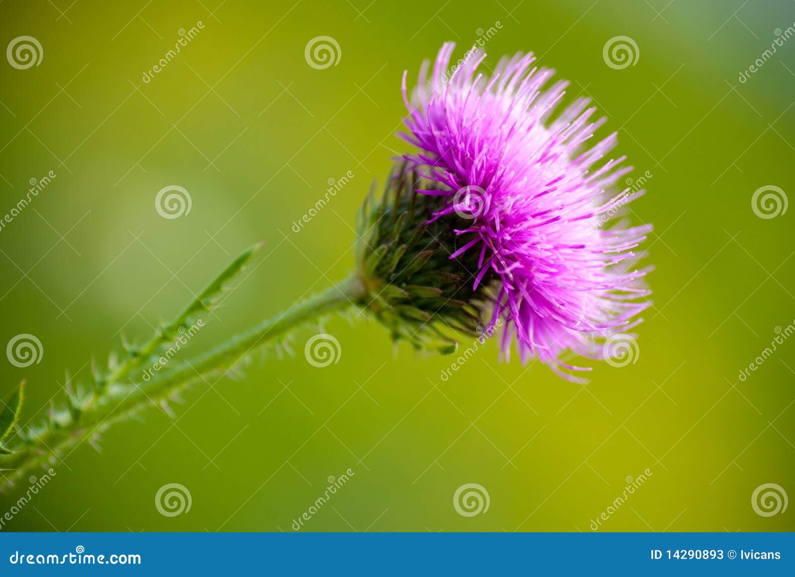 Fiore del cardo selvatico immagine stock. Immagine di verde - 14290893