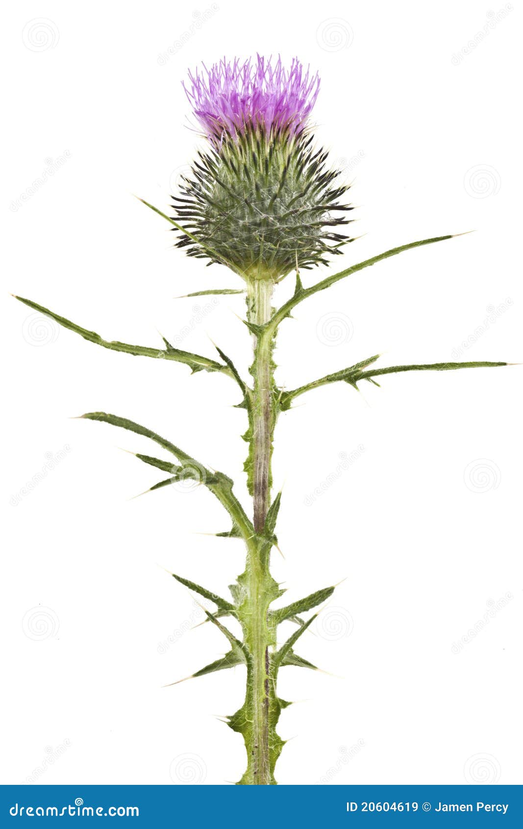 Fiore del cardo selvatico immagine stock. Immagine di rosa - 20604619