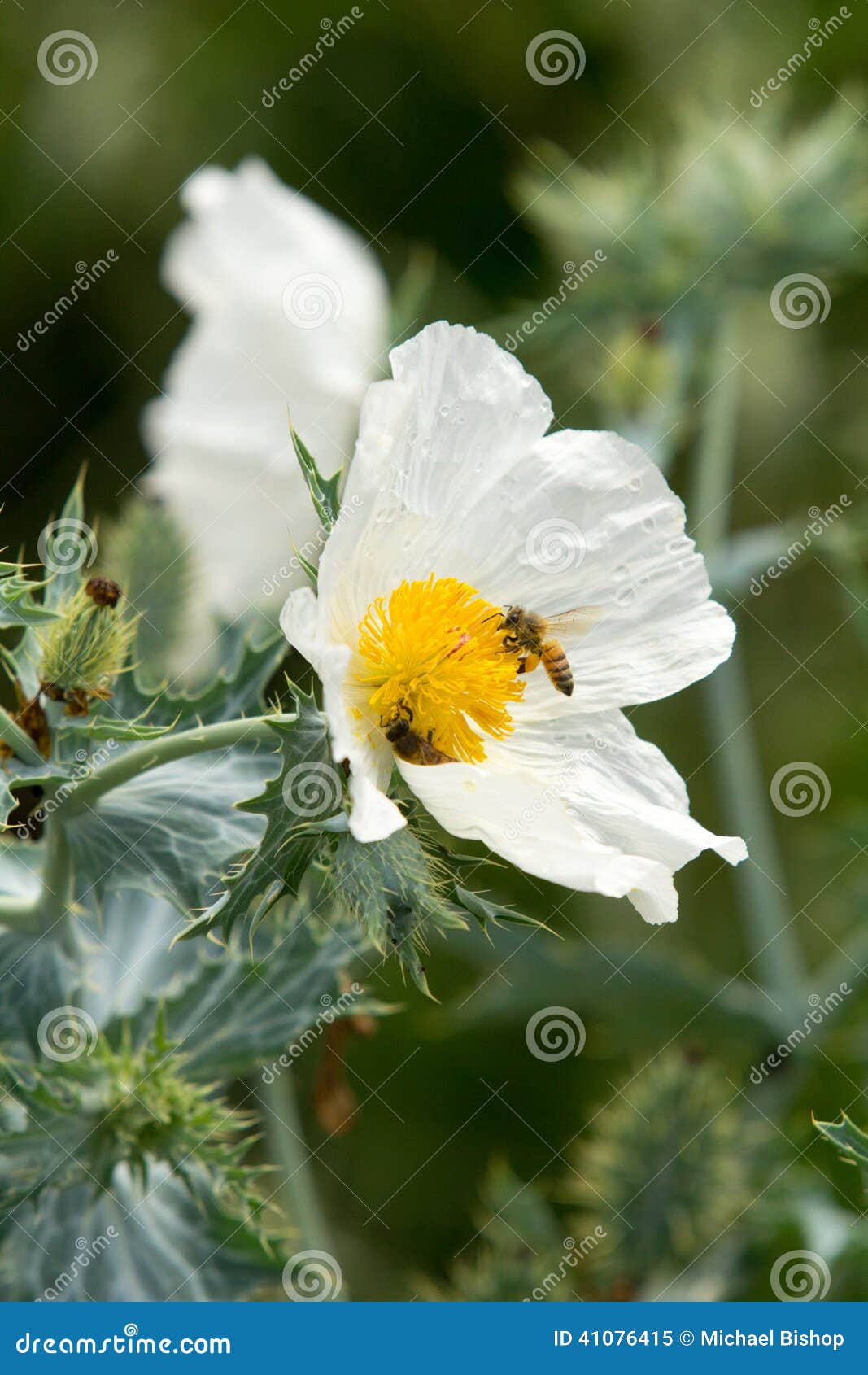 Fiore del cardo selvatico immagine stock. Immagine di cardo - 41076415