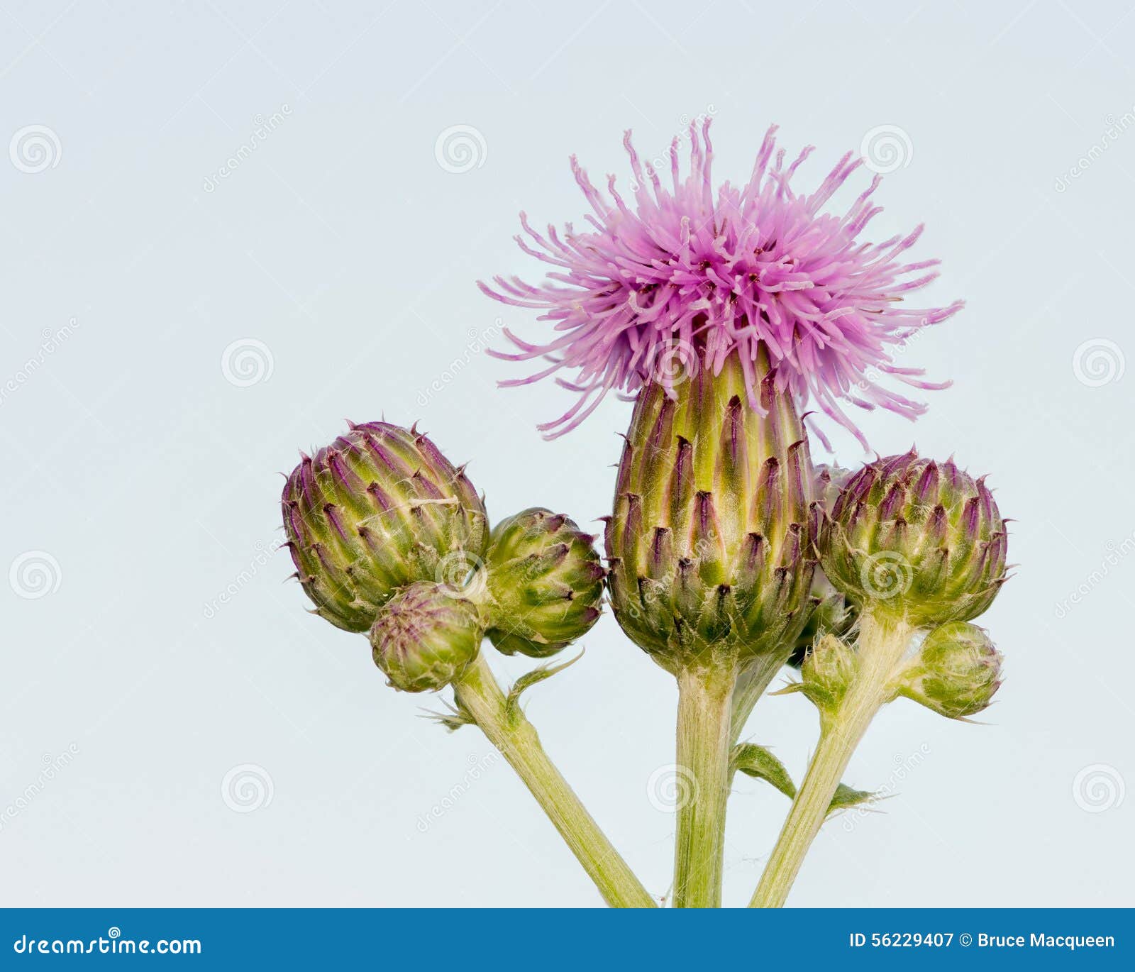 Fiore del cardo selvatico immagine stock. Immagine di erbaccia - 56229407