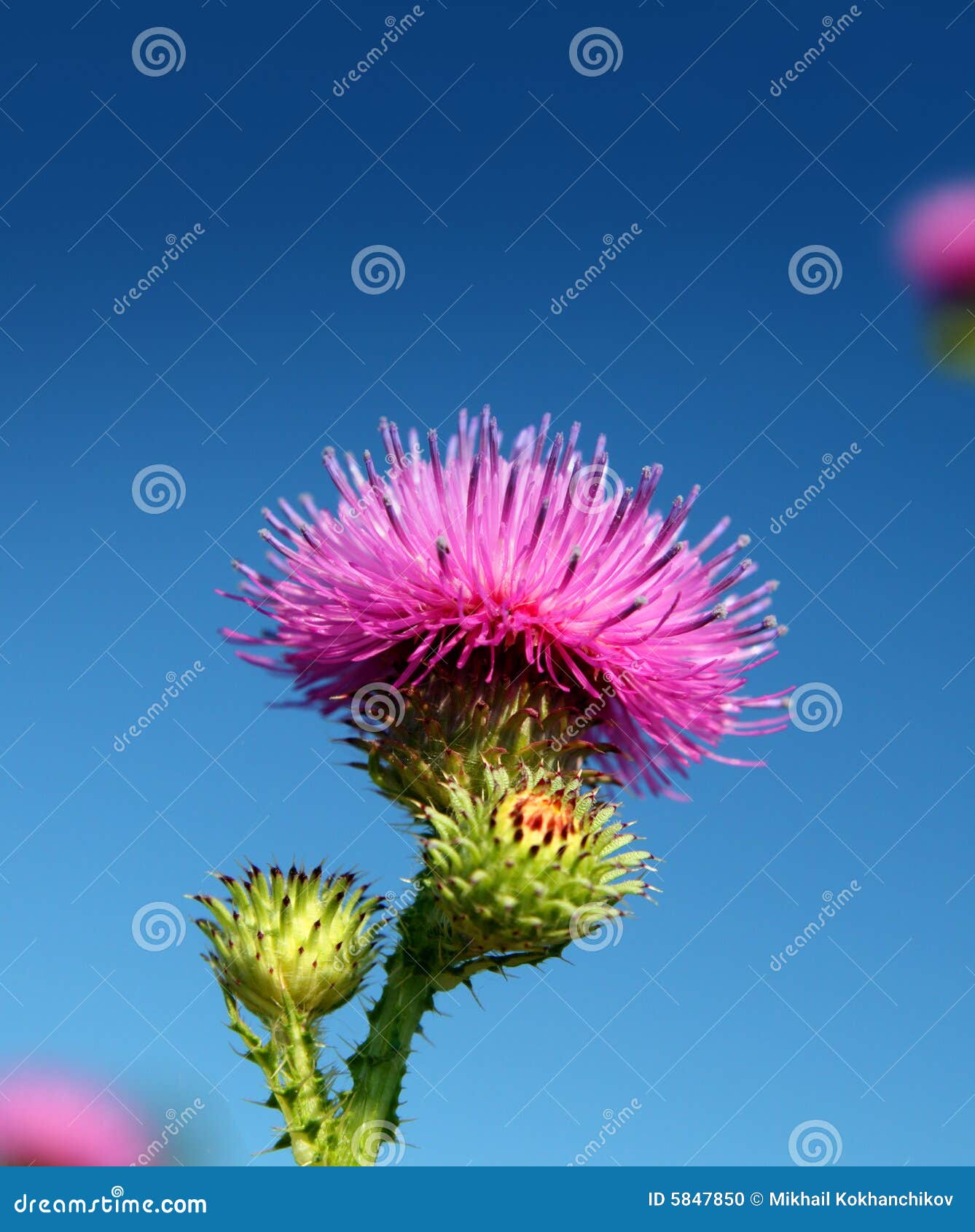 Fiore del cardo selvatico fotografia stock. Immagine di macro - 5847850