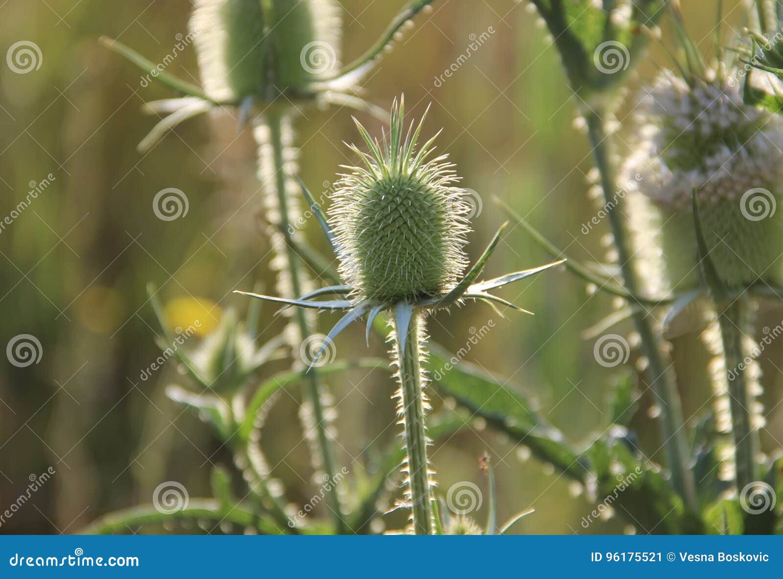 Fiore del cardo selvatico immagine stock. Immagine di fresco - 96175521