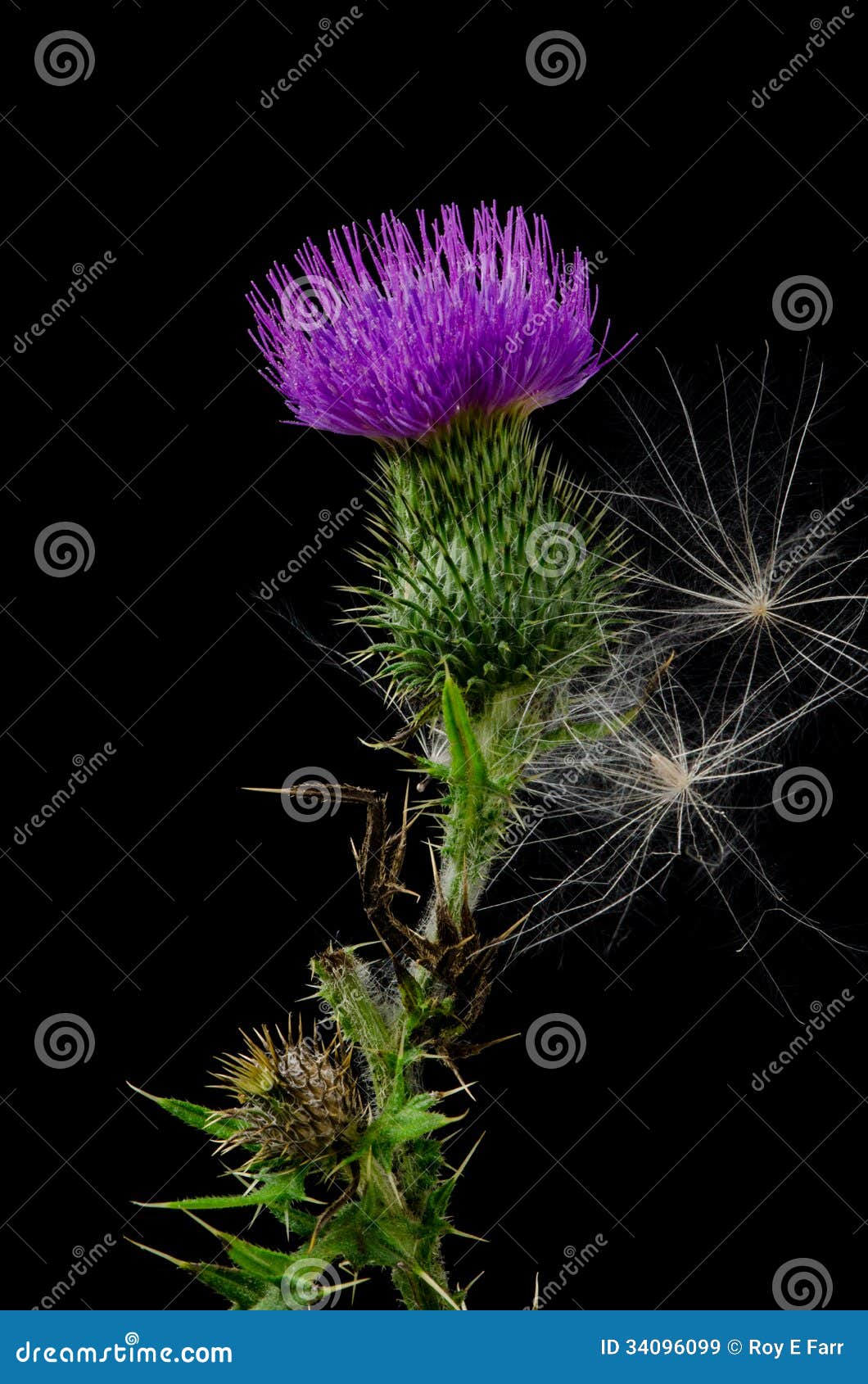 Fiore Del Cardo Selvatico Con I Semi. Immagine Stock - Immagine di toro ...