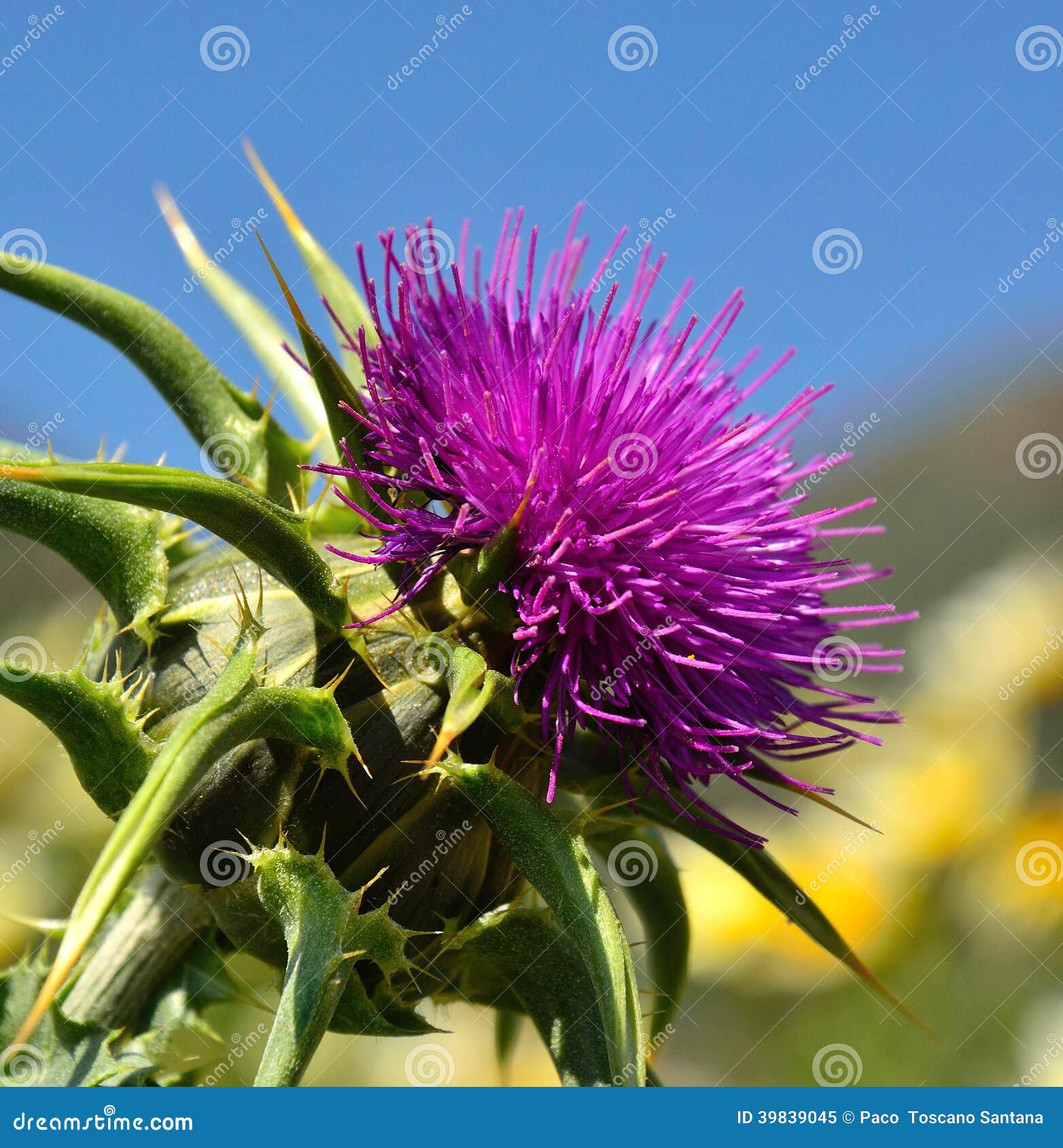 Fiore Del Cardo Selvatico Di Latte Immagine Stock - Immagine di ...