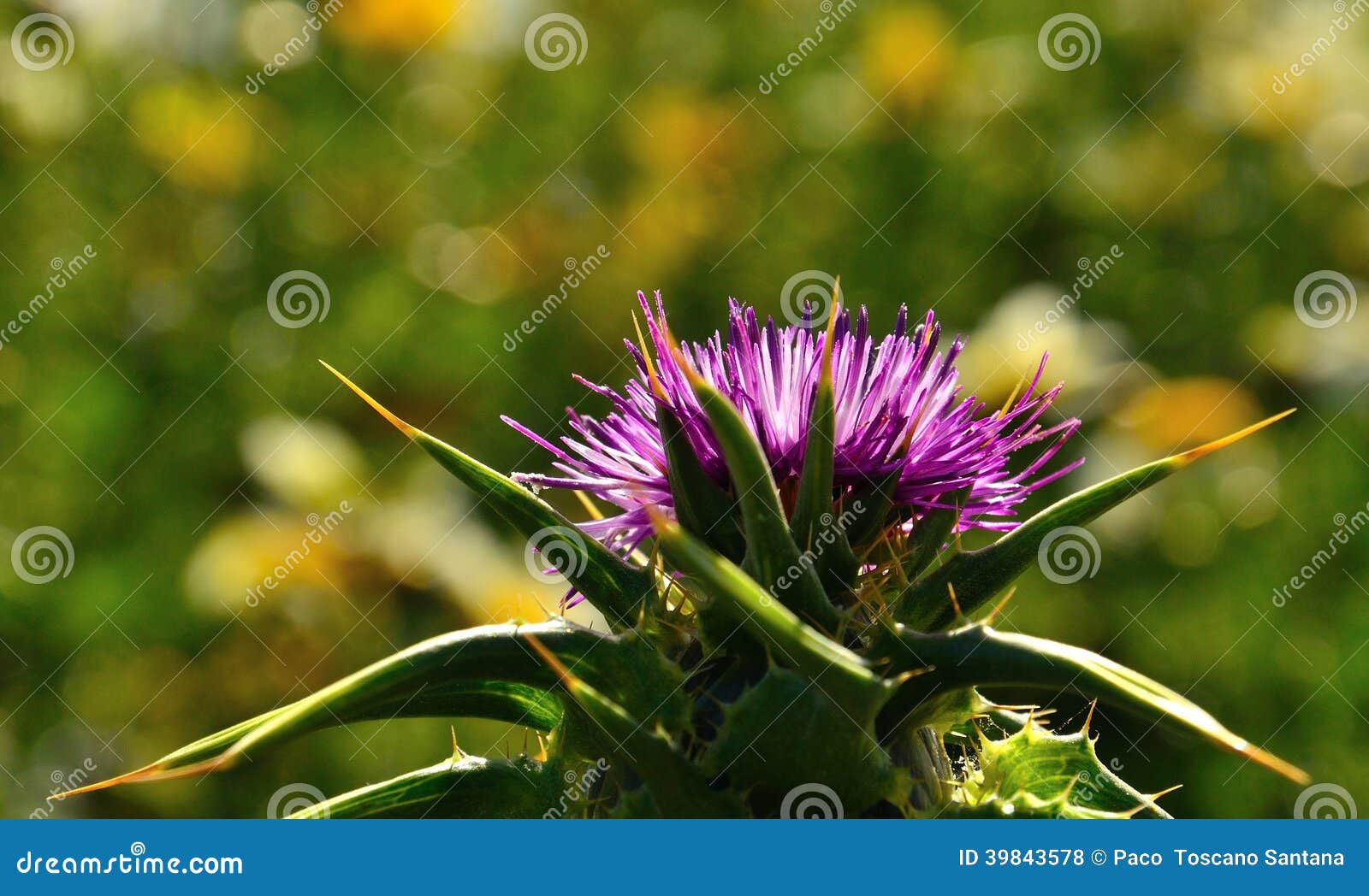 Fiore Del Cardo Selvatico Di Latte Fotografia Stock - Immagine di ...