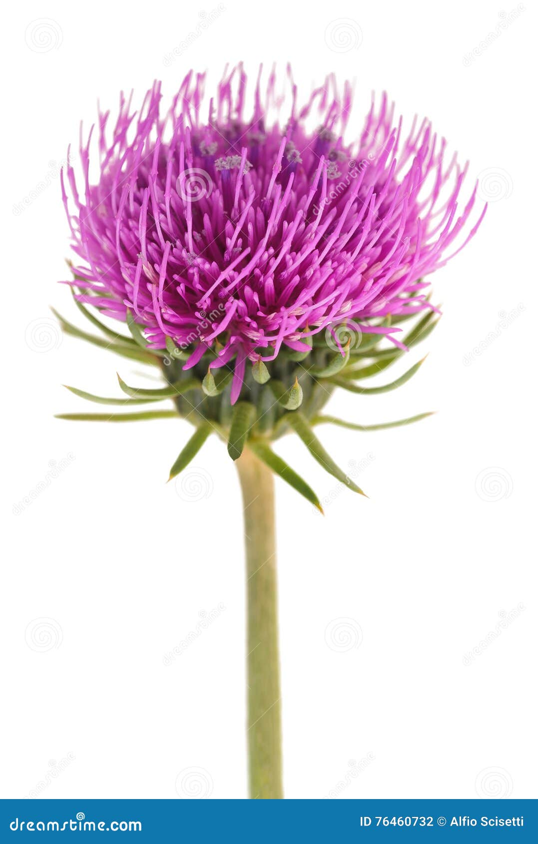 Fiore Del Cardo Selvatico Di Latte Fotografia Stock - Immagine di gambo ...