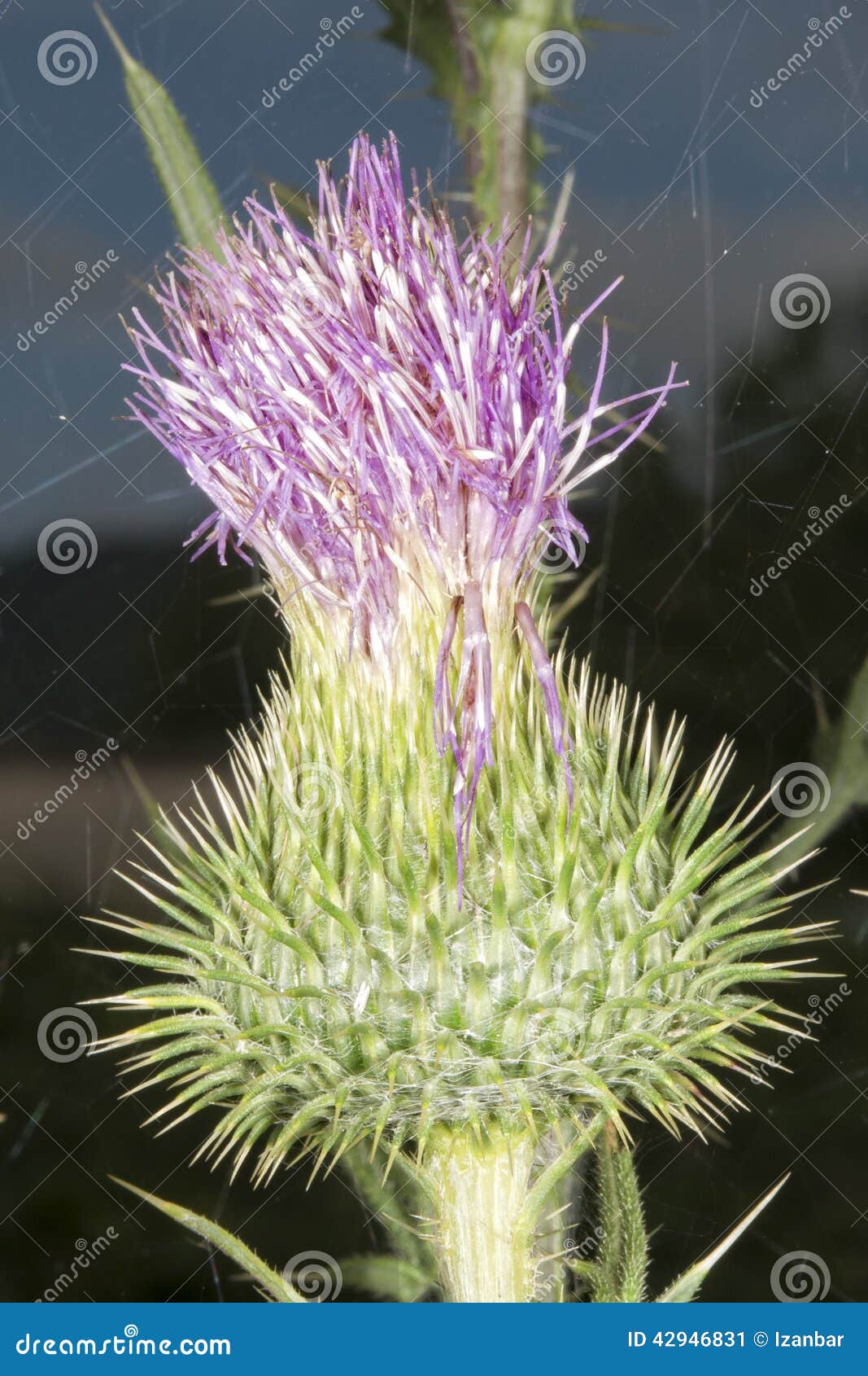 Fiore del cardone immagine stock. Immagine di sfondo - 42946831
