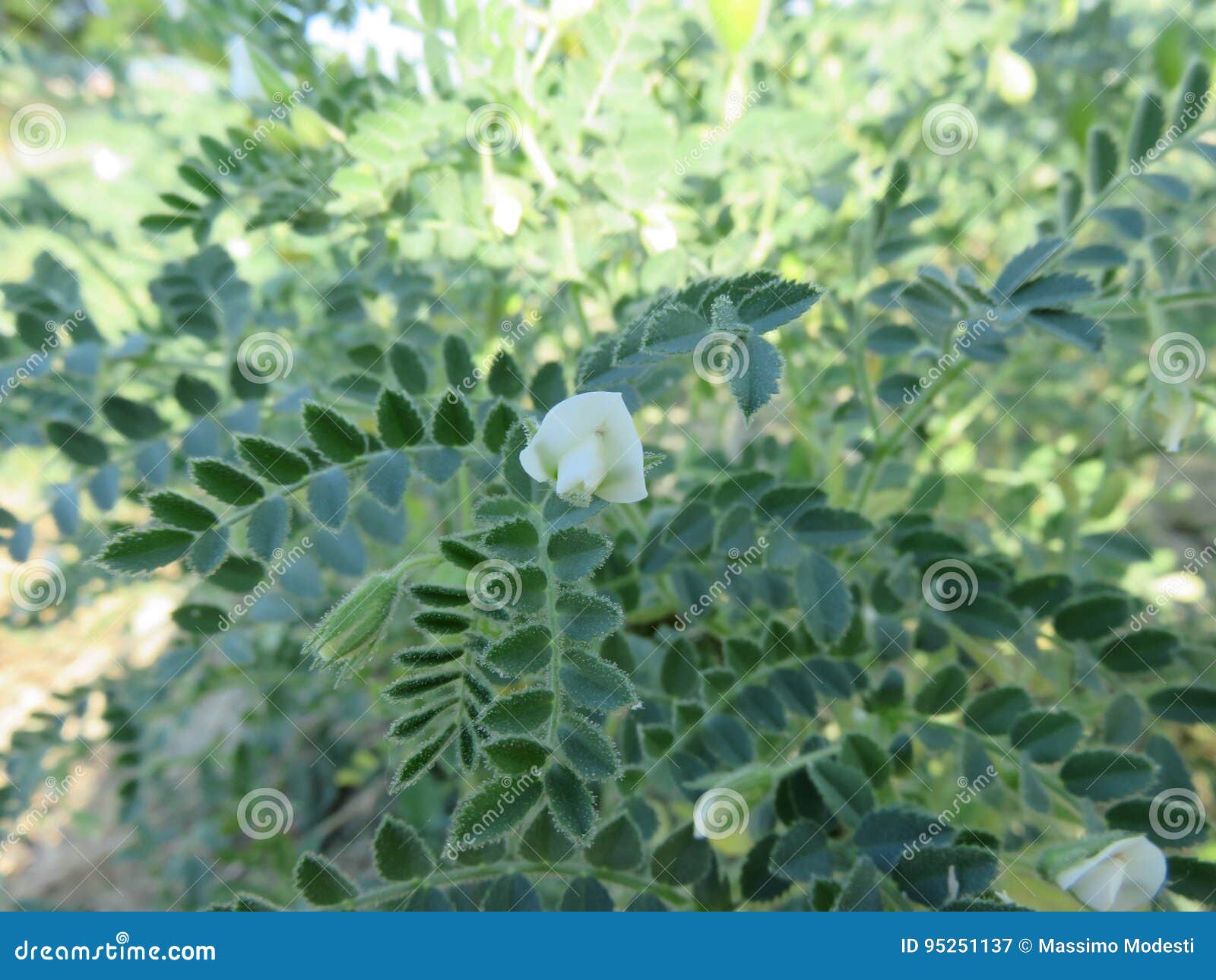 Fiore del Cece stock image. Image of flower, fiore, leaf - 95251137