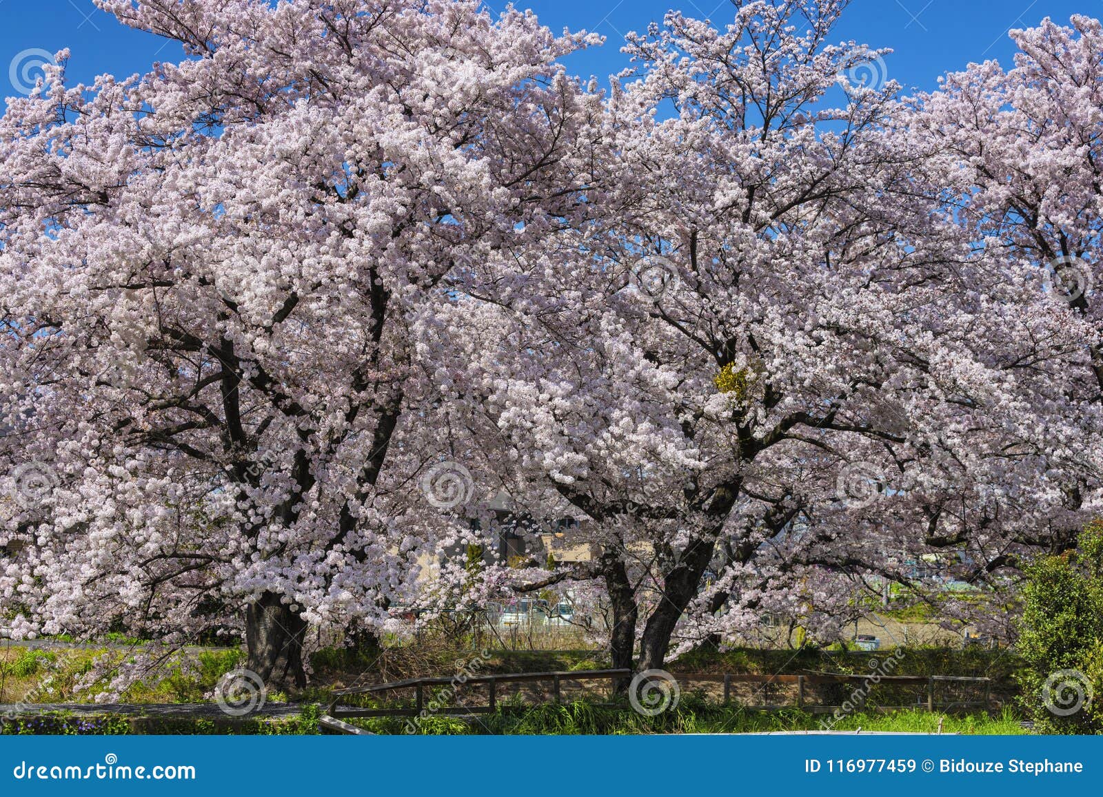 Fiore Del Ciliegio Di Rosa Giapponese Immagine Stock - Immagine di ...