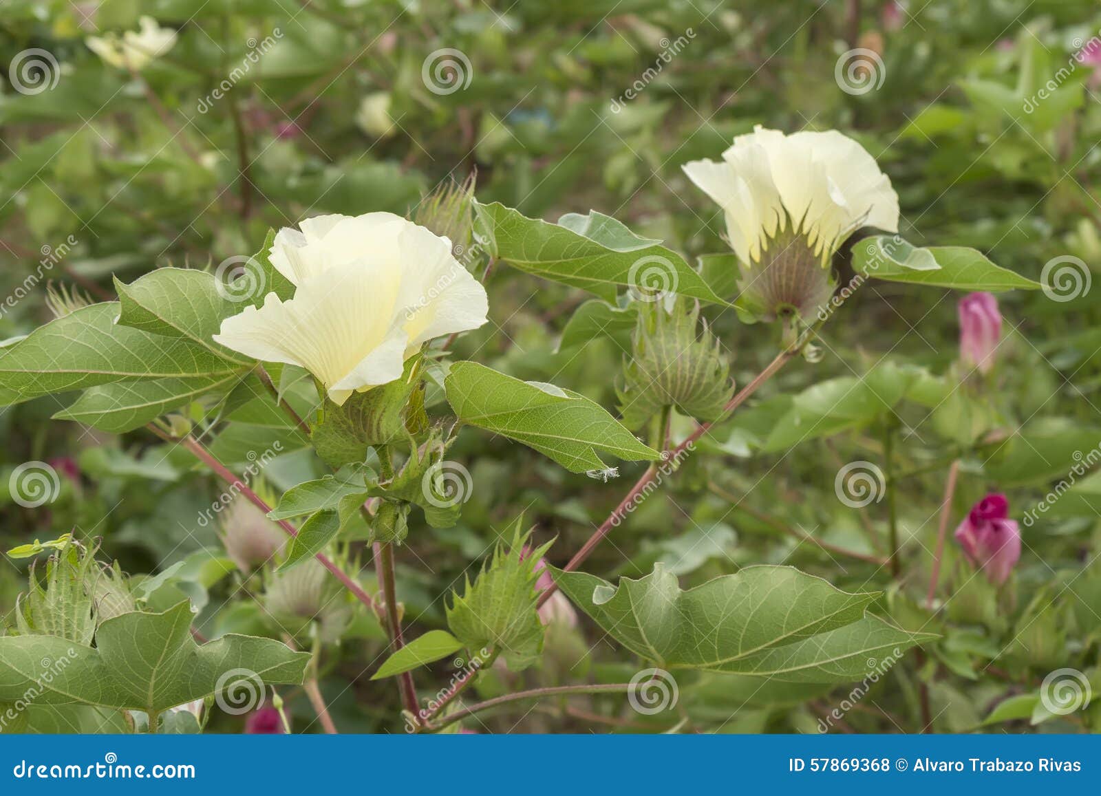 Fiore Del Cotone, Pianta Di Cotone, Germoglio Del Cotone Fotografia ...
