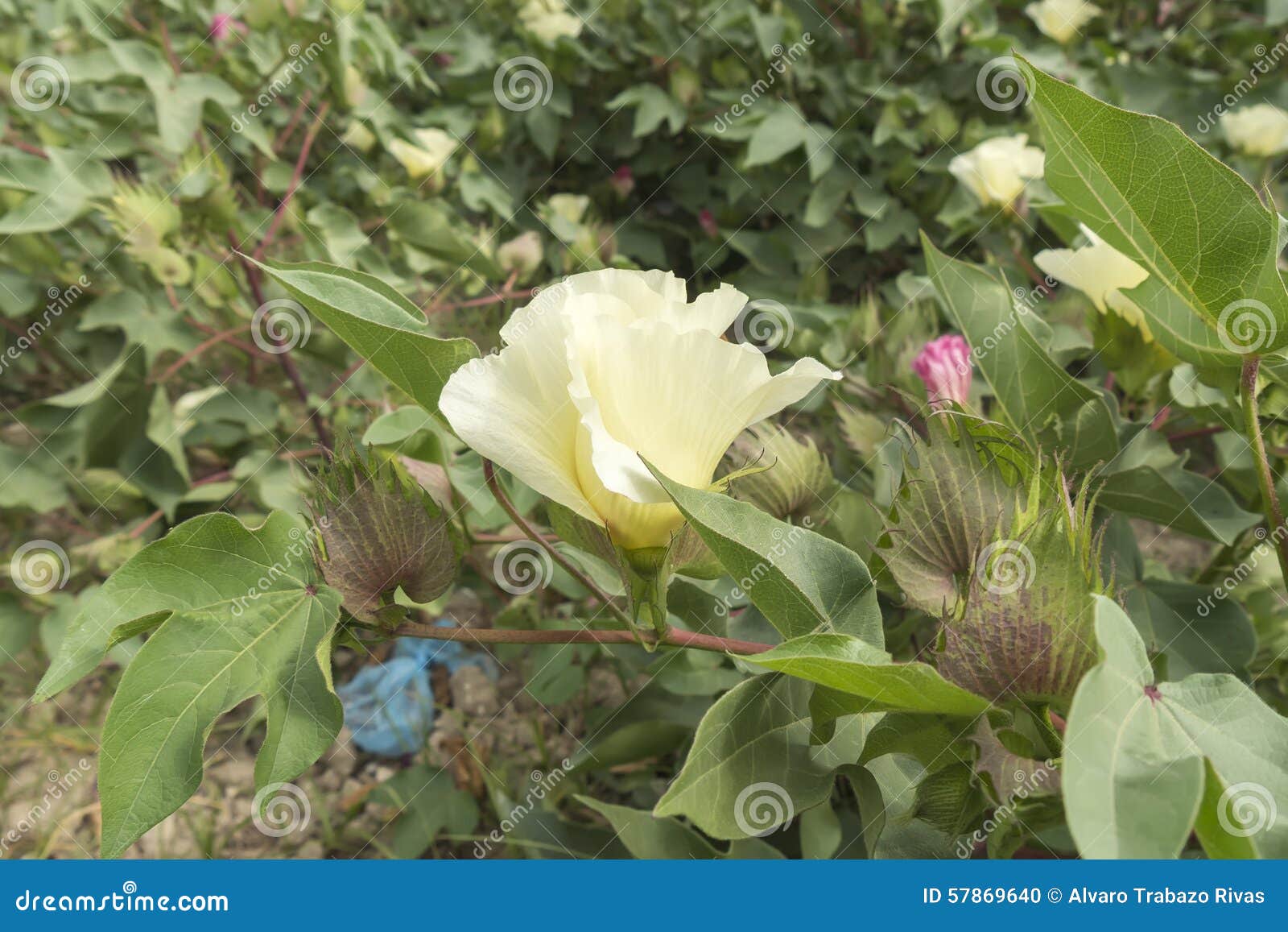 Fiore Del Cotone, Pianta Di Cotone, Germoglio Del Cotone Fotografia ...