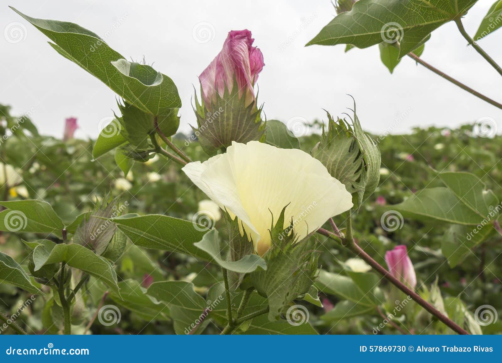 Fiore Del Cotone, Pianta Di Cotone, Germoglio Del Cotone Fotografia ...