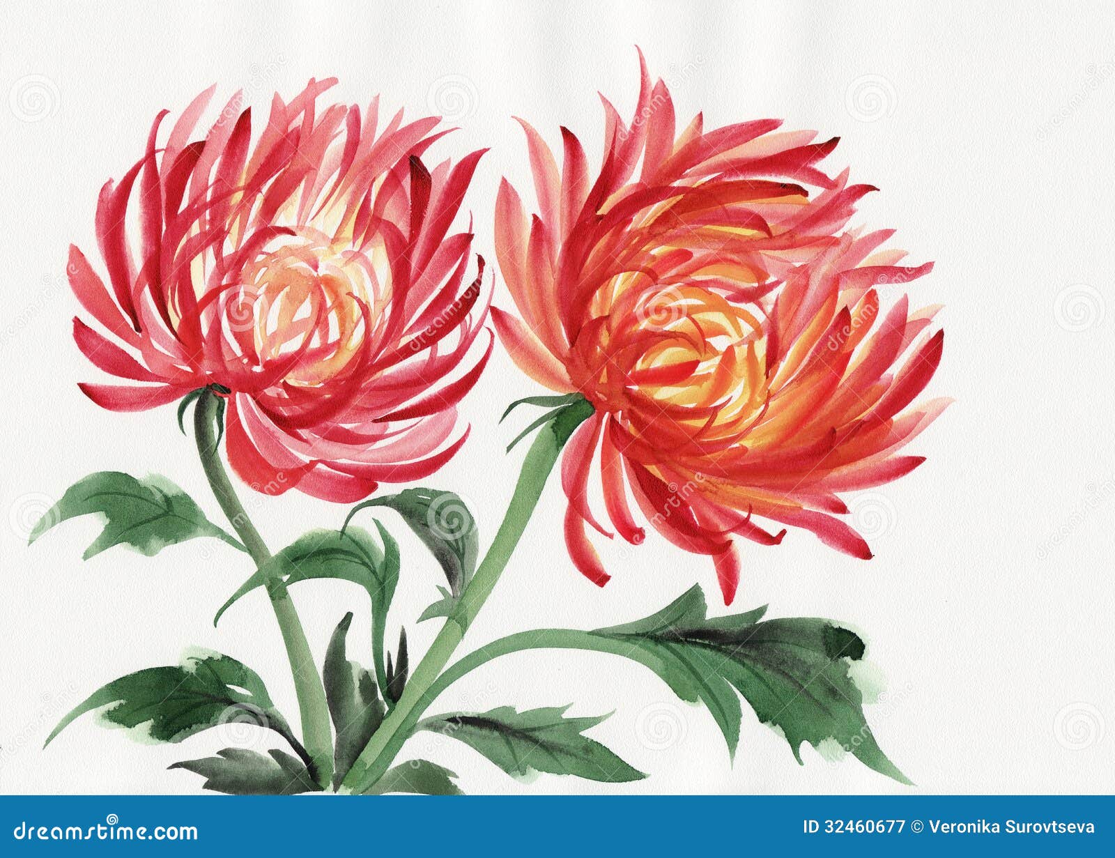 Fiore del crisantemo illustrazione di stock. Illustrazione di floreale ...