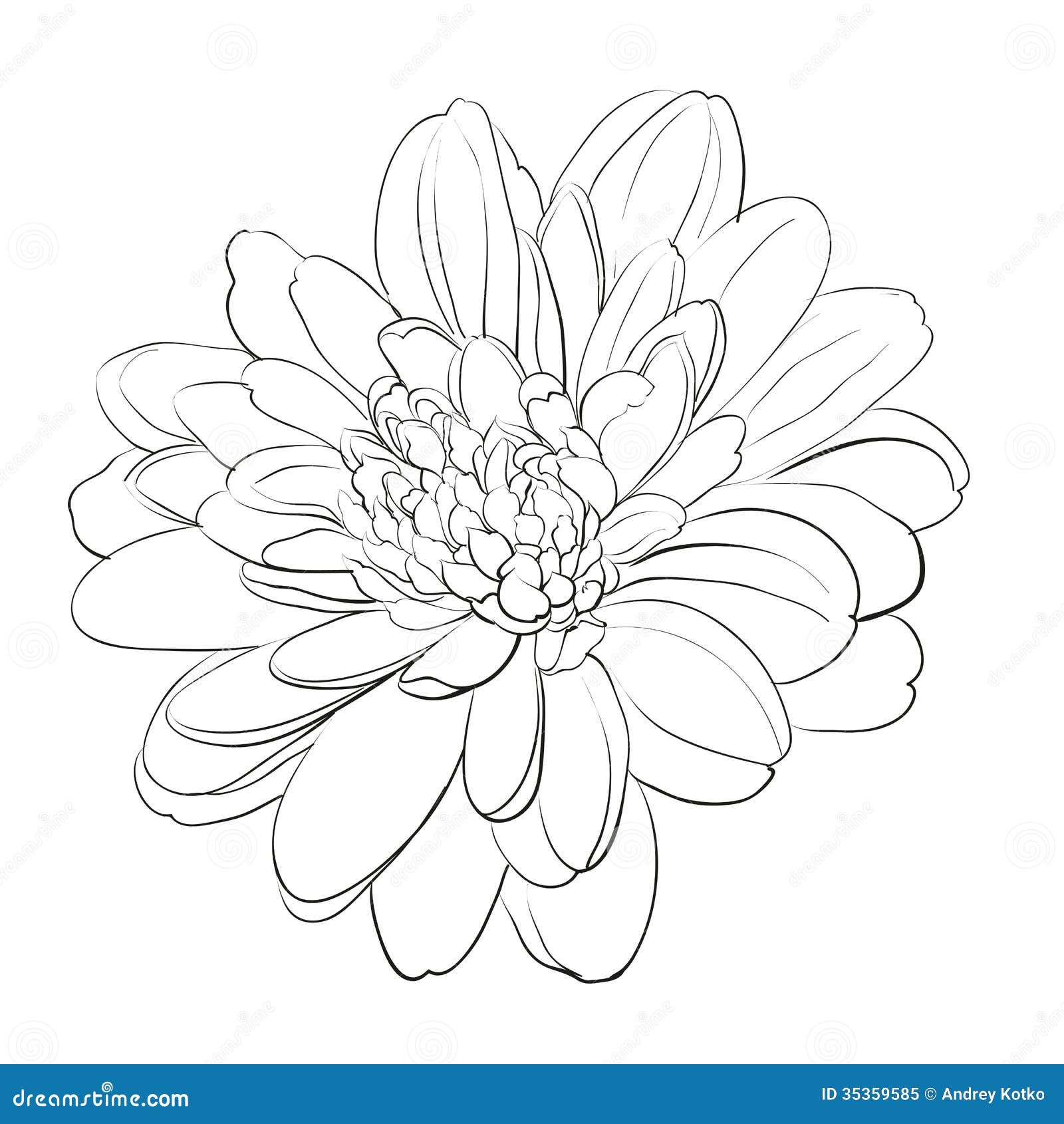 Fiore Del Crisantemo Su Fondo Bianco. Illustrazione Vettoriale ...