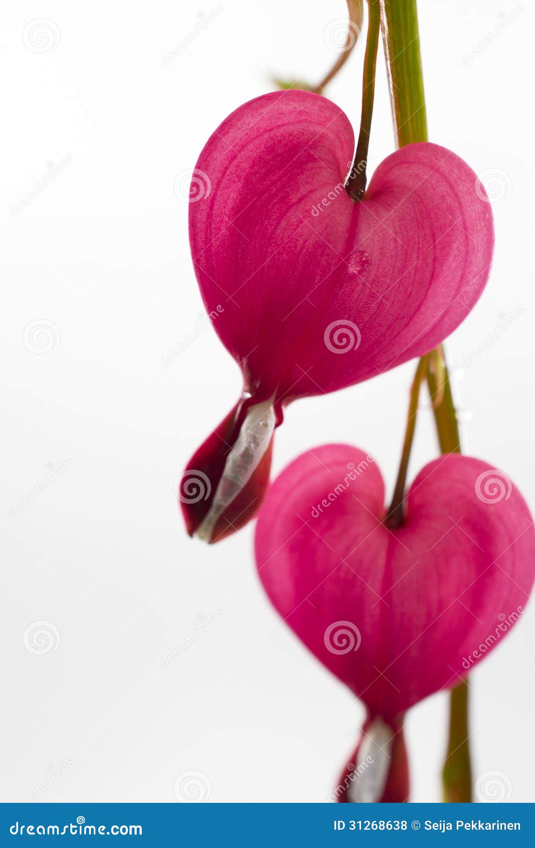 Fiore Del Cuore Di Emorragia Fotografia Stock - Immagine di romantico ...