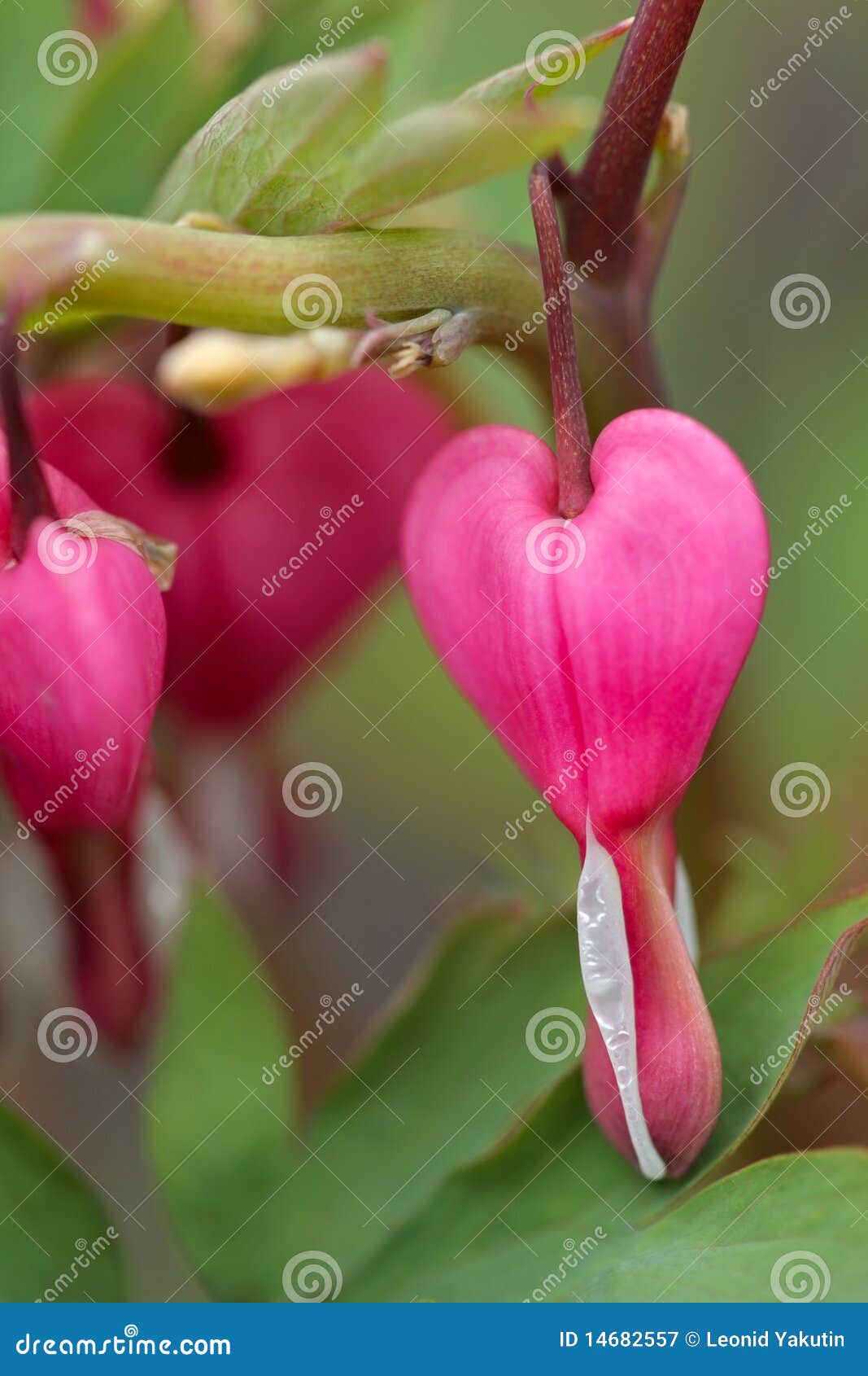 Fiore del cuore di spurgo immagine stock. Immagine di rosa - 14682557