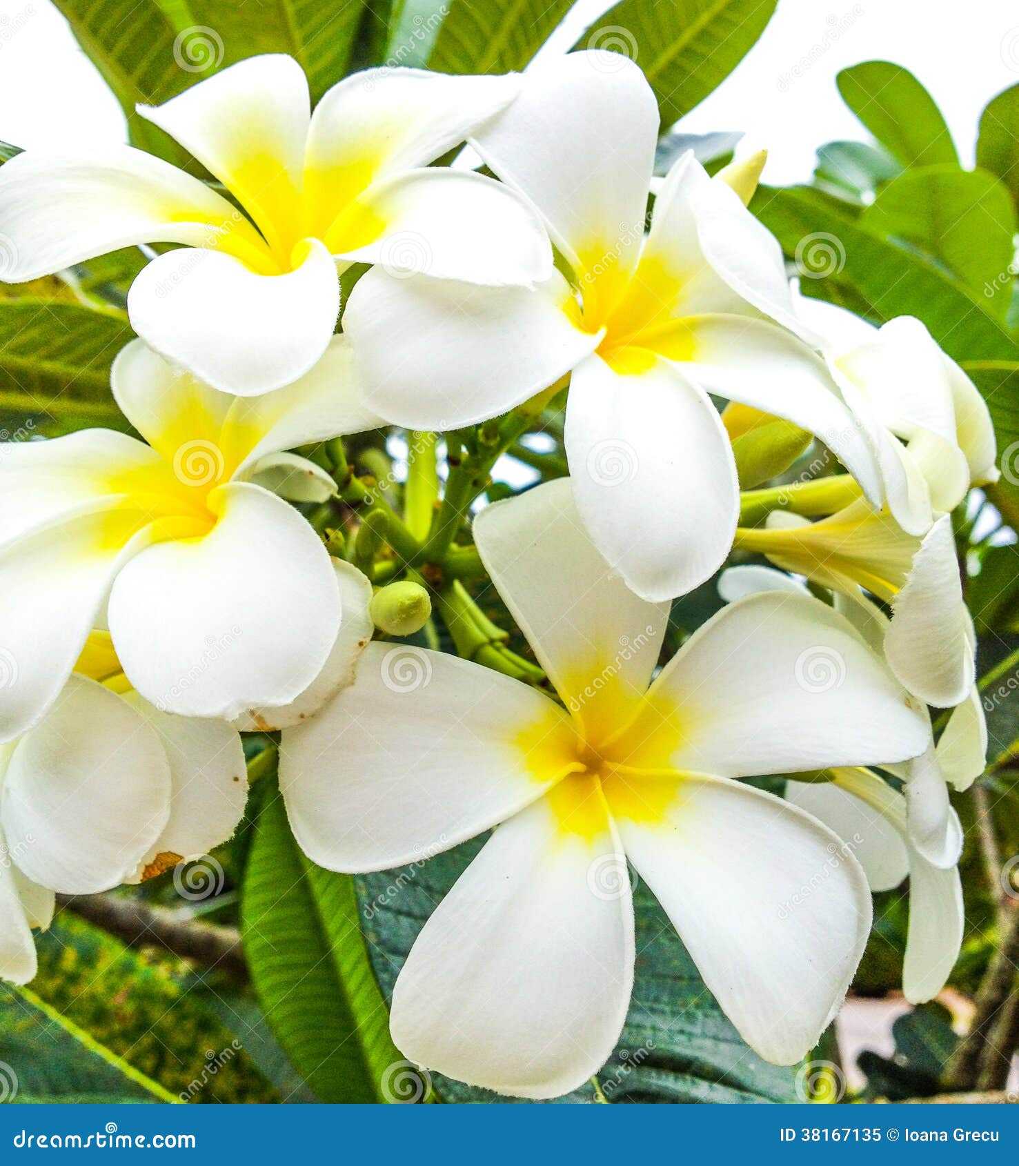Fiore del frangipane immagine stock. Immagine di nave - 38167135