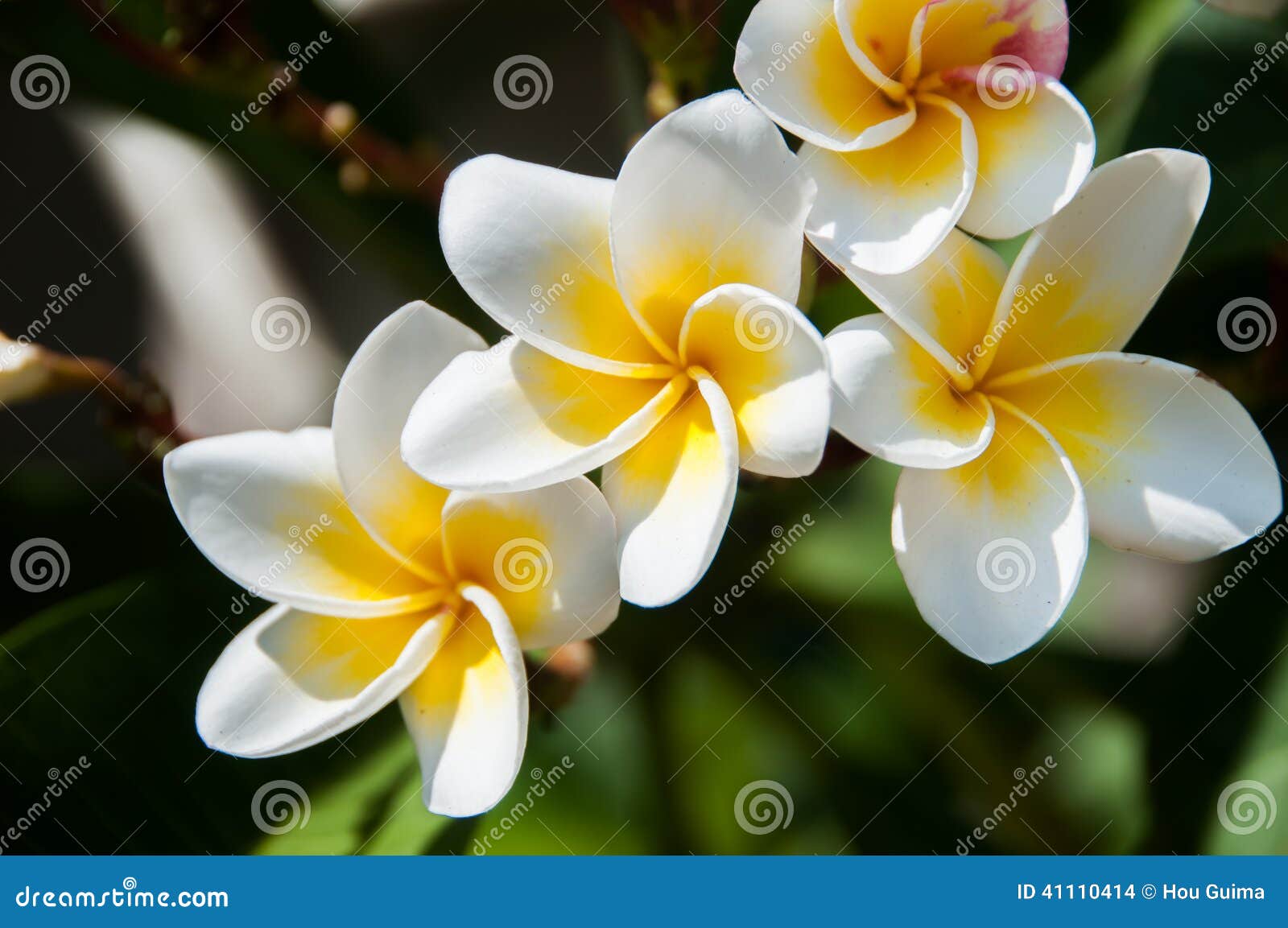 Fiore del frangipane fotografia stock. Immagine di pianta - 41110414