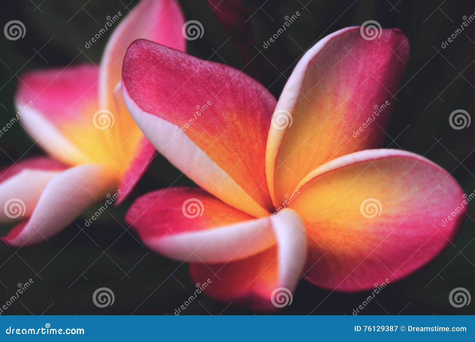 Fiore Del Frangipane (plumeria) Immagine Stock - Immagine di petalo ...