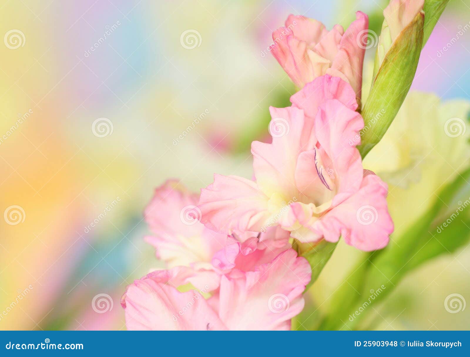 Fiore del Gladiolus fotografia stock. Immagine di bello - 25903948