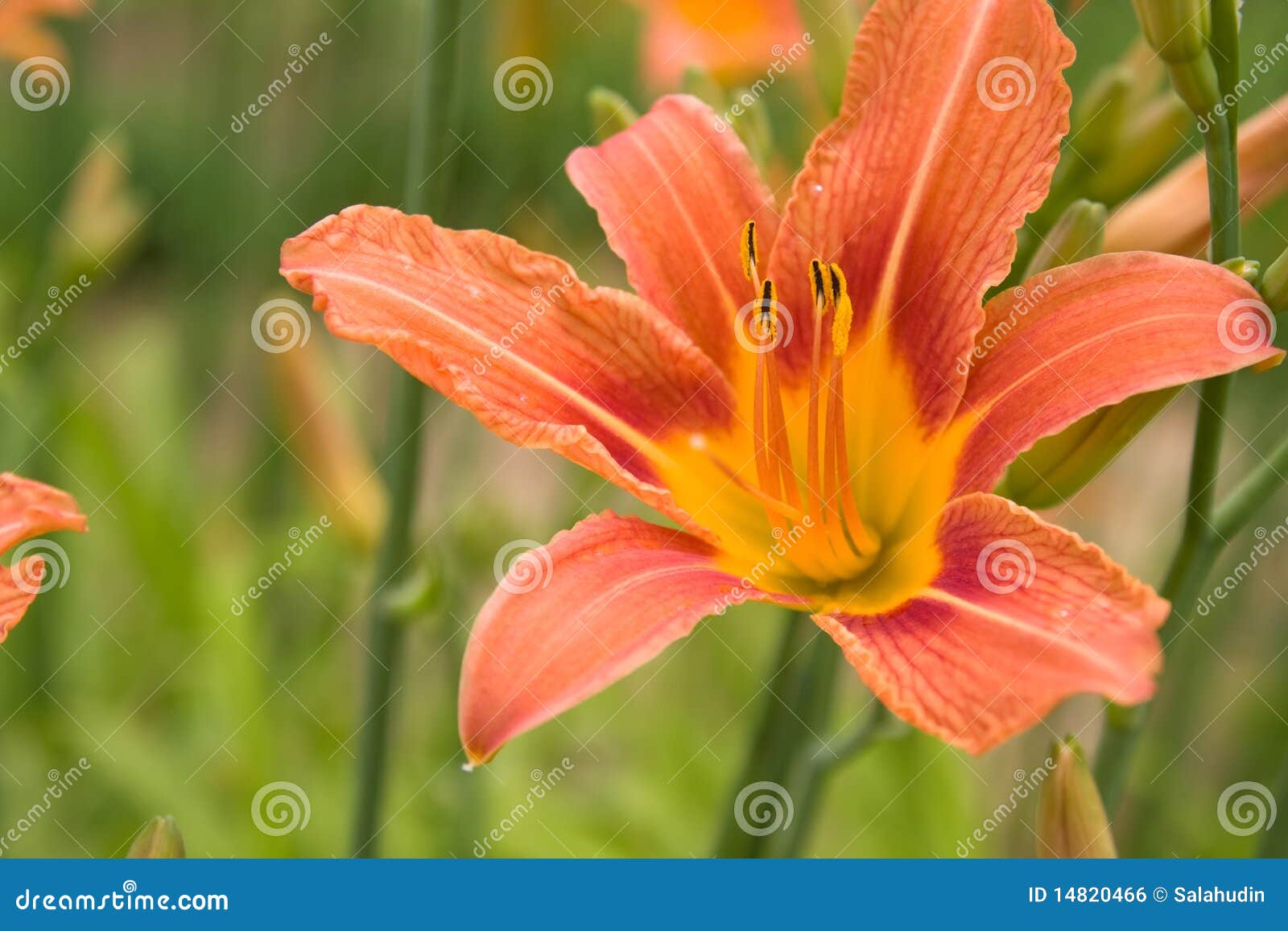 Fiore del lilium di Lilly fotografia stock. Immagine di fiore - 14820466