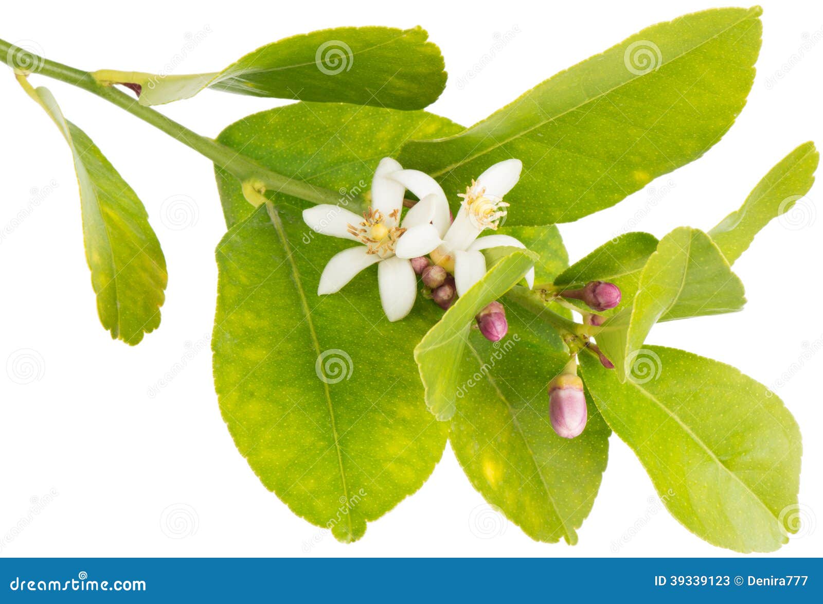 Fiore del limone immagine stock. Immagine di verde, filiale - 39339123