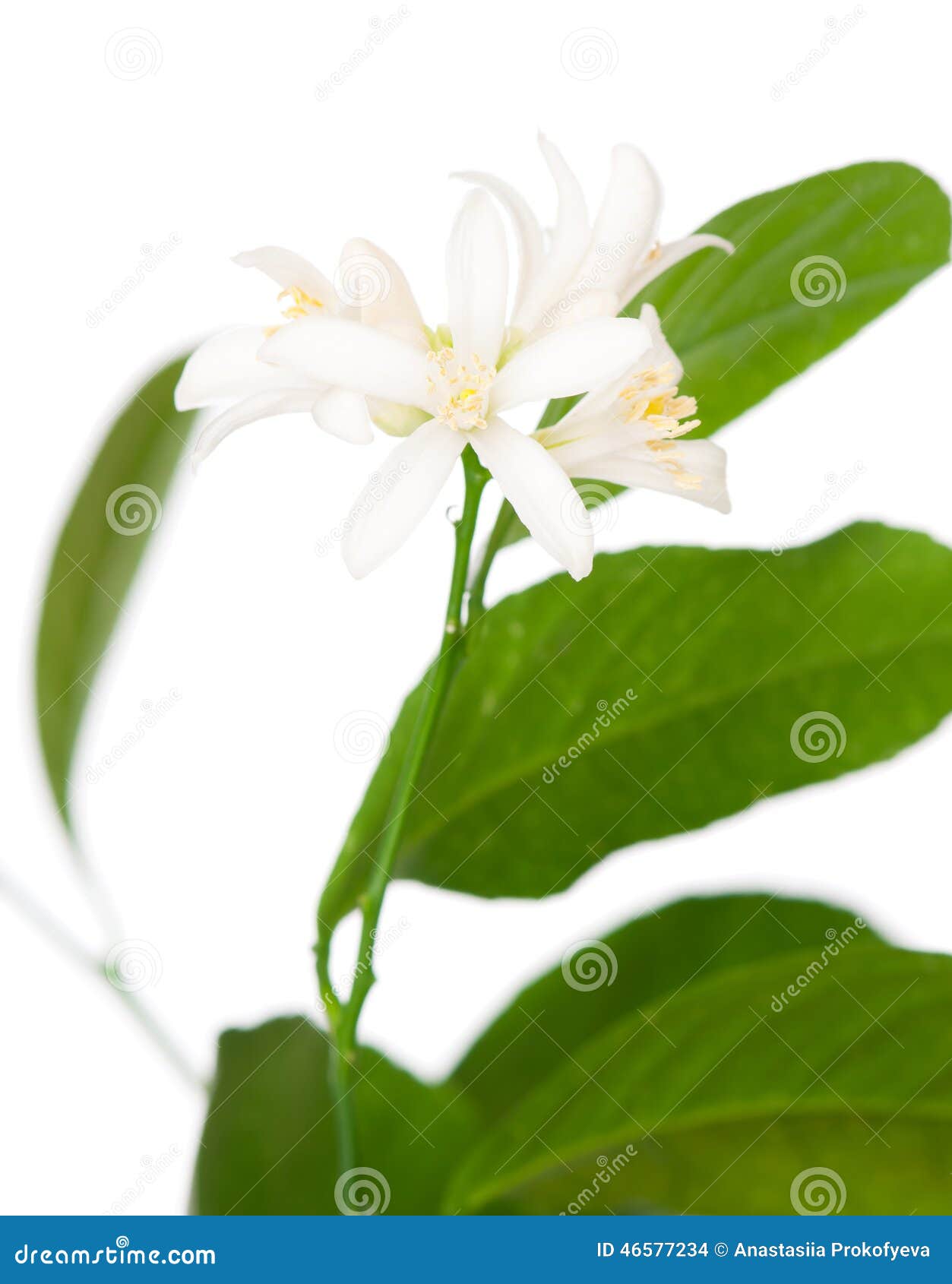 Fiore del limone fotografia stock. Immagine di limone - 46577234