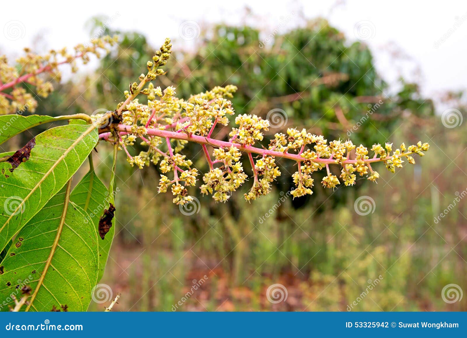 Fiore Del Mango Sull'albero Fotografia Stock - Immagine di alimento ...