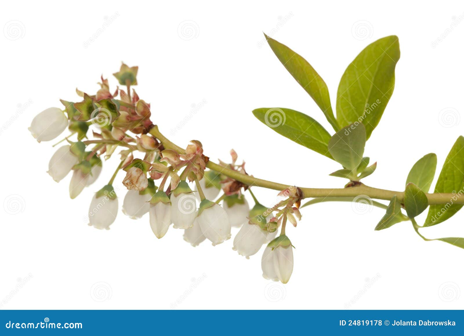 Fiore del mirtillo fotografia stock. Immagine di ramoscello - 24819178