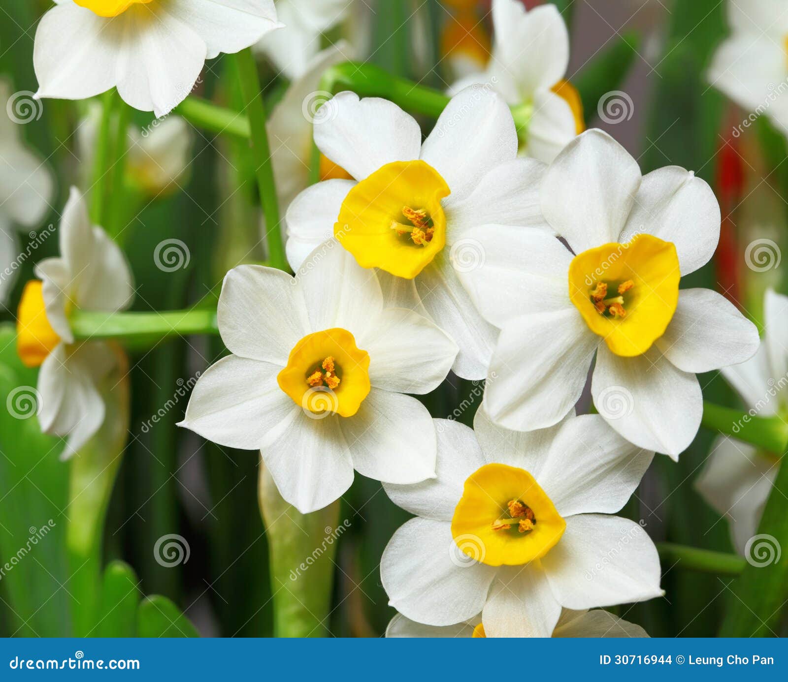 Fiore del narciso fotografia stock. Immagine di floreale - 30716944